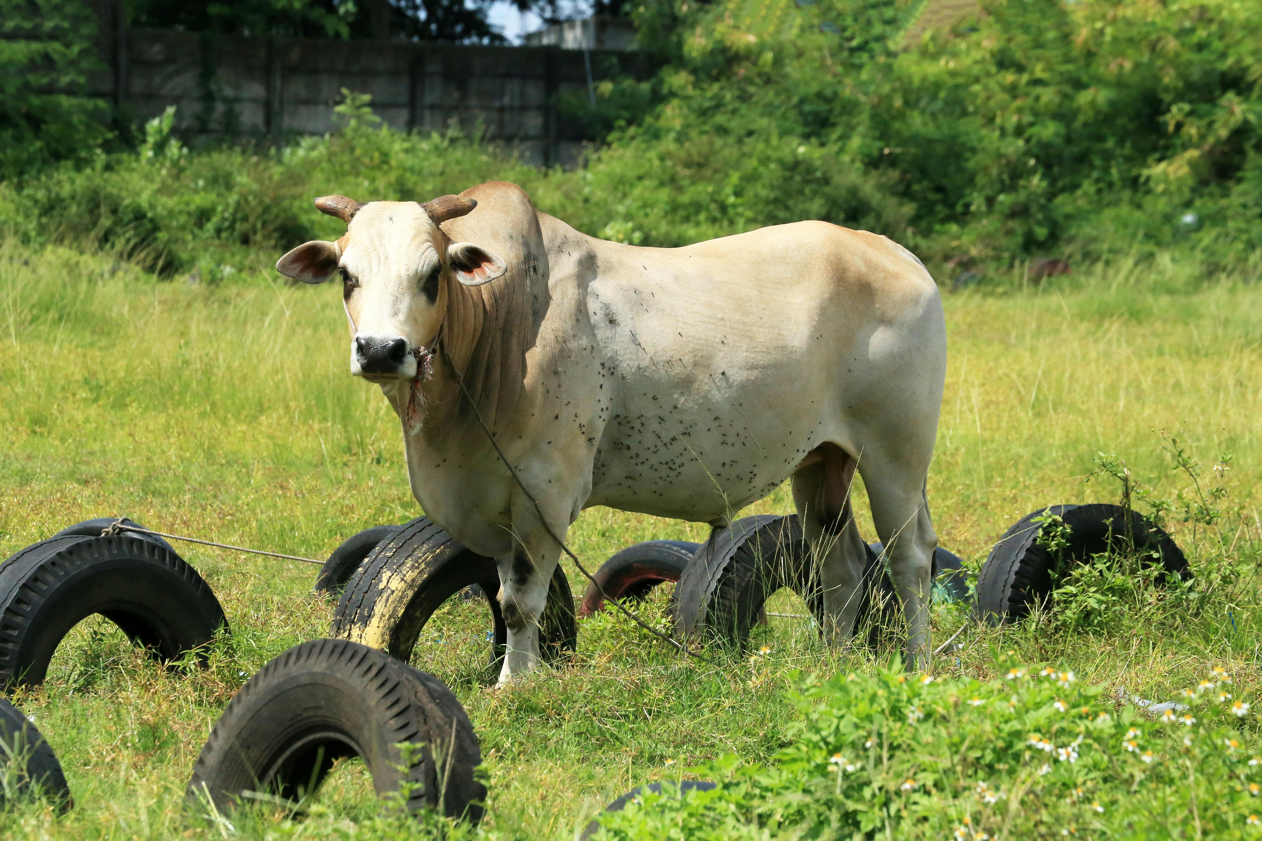 Selective Focus of Cow on Grass with Wheels · Free Stock Photo