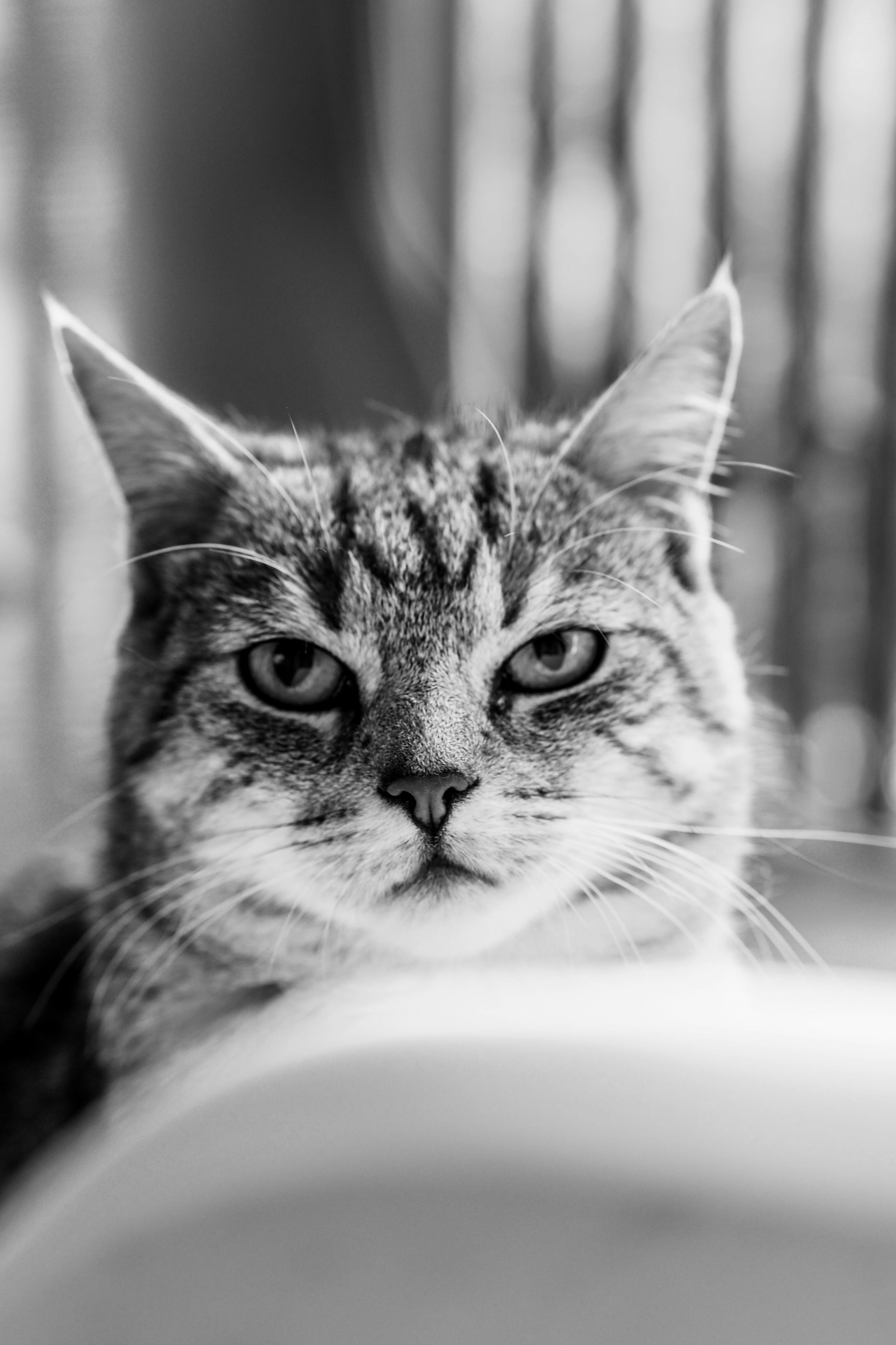 Close-up of a Staring Cats Head · Free Stock Photo