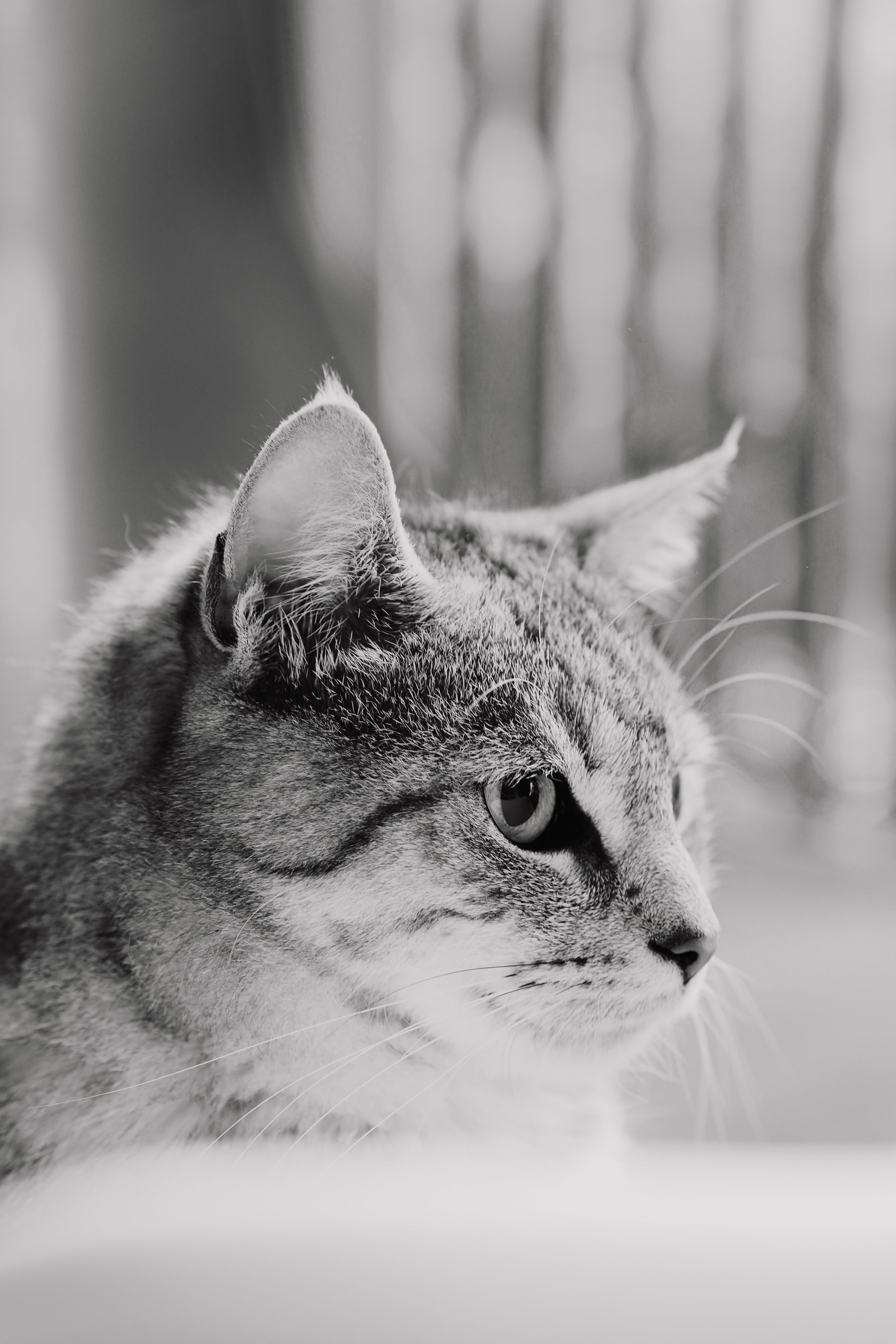 Parisian Cat Photos, Download The BEST Free Parisian Cat Stock Photos ...