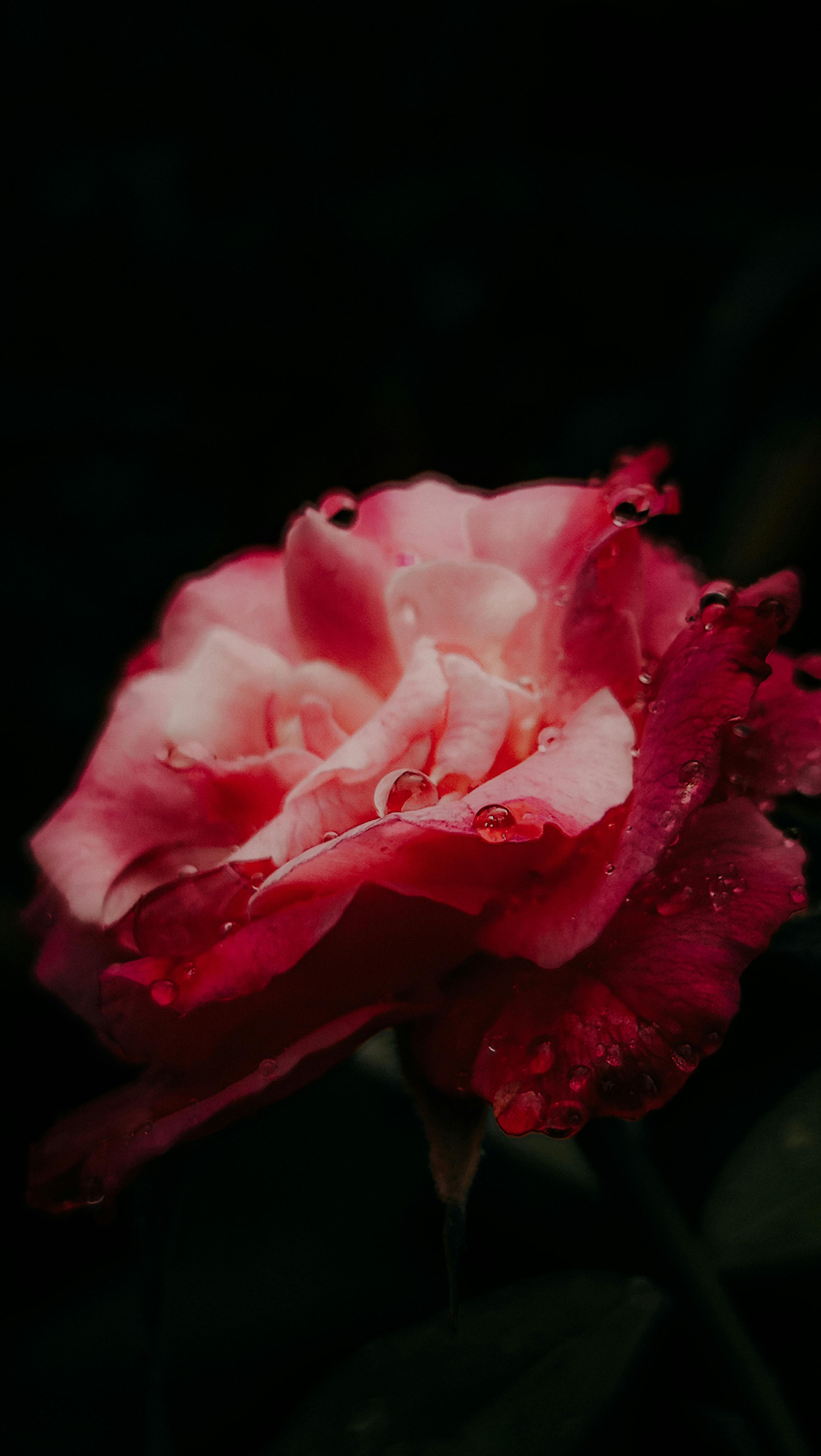 Red Rose Flower on Body of Water · Free Stock Photo