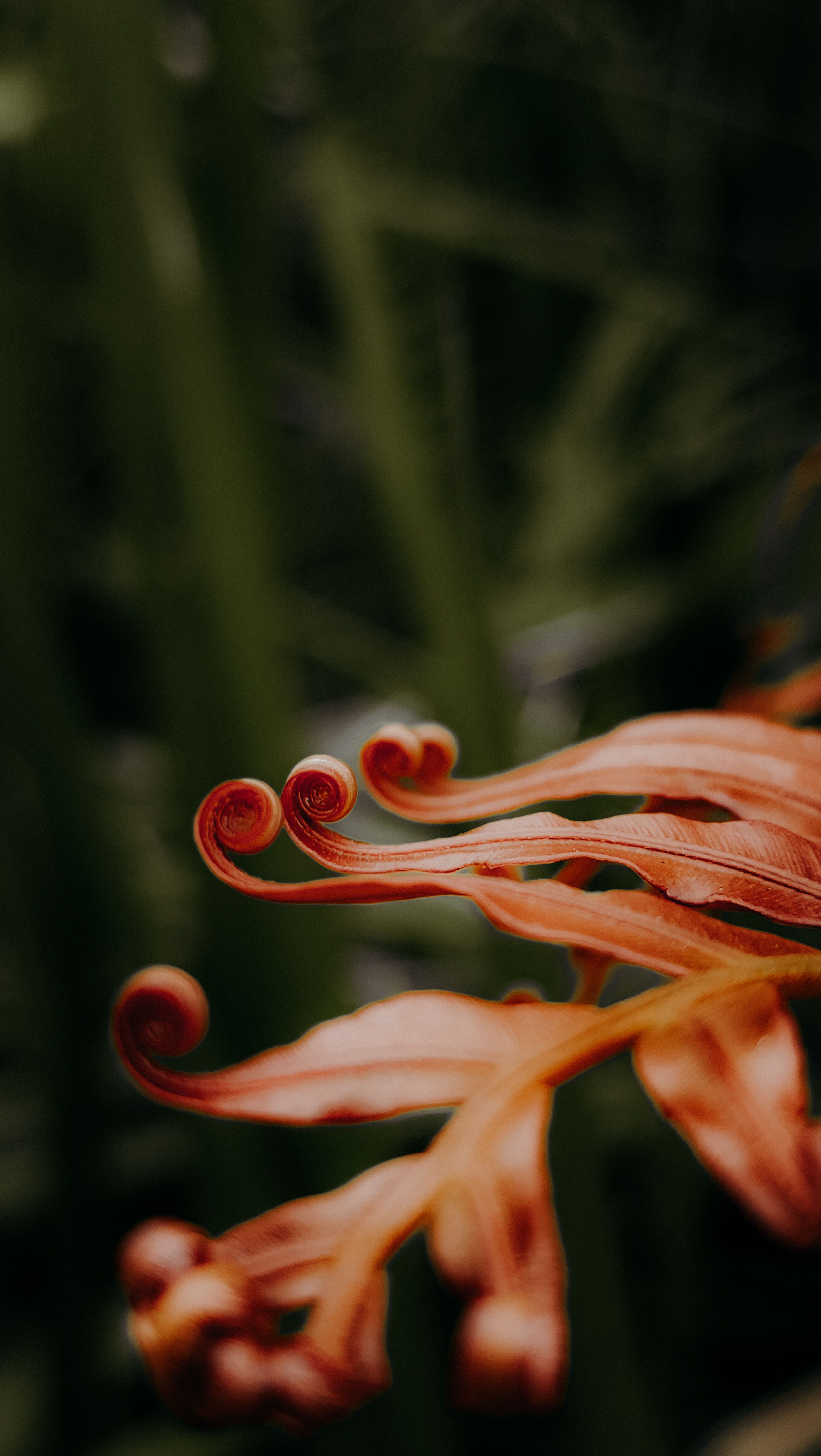 Unfolding Leaves of Red Brazilian Tree Fern · Free Stock Photo