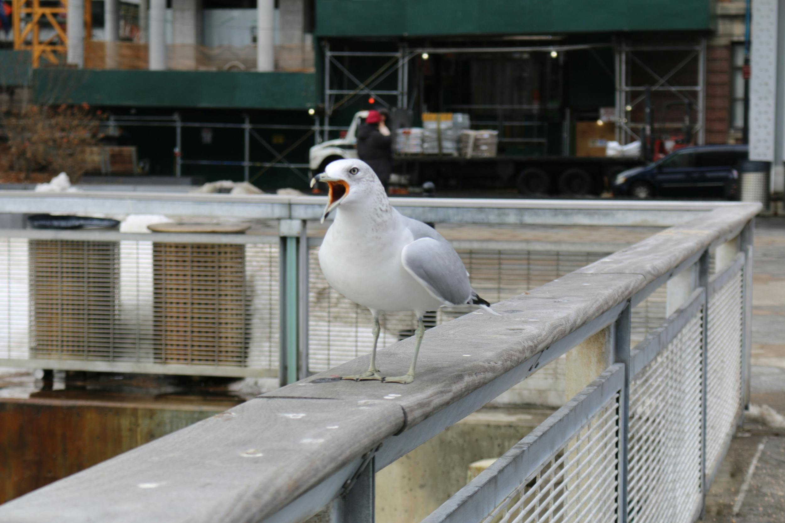 Pascal Weiland - 摄影