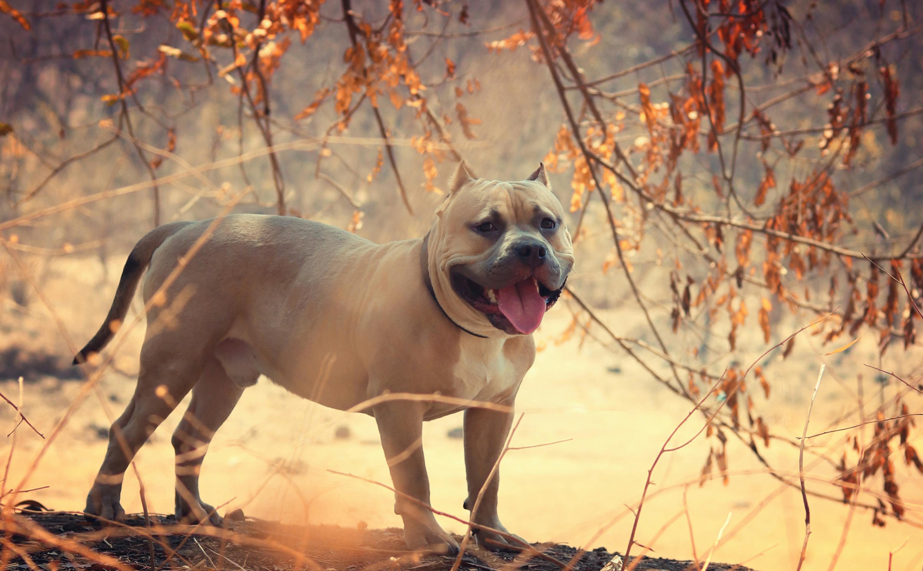 Beige Coated Dog · Free Stock Photo