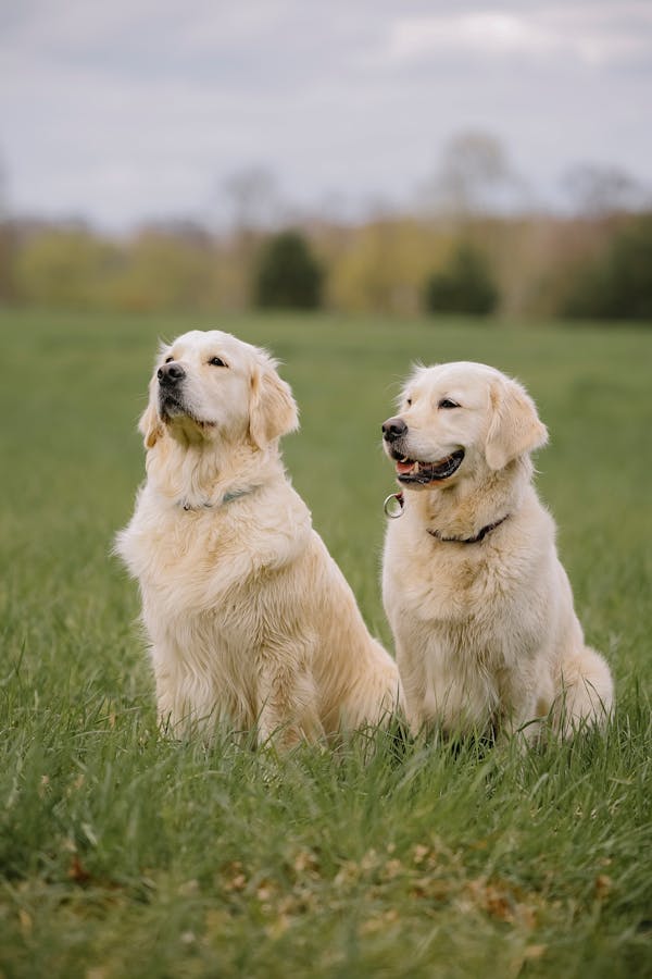 Golden Retrievers Photos, Download The BEST Free Golden Retrievers ...