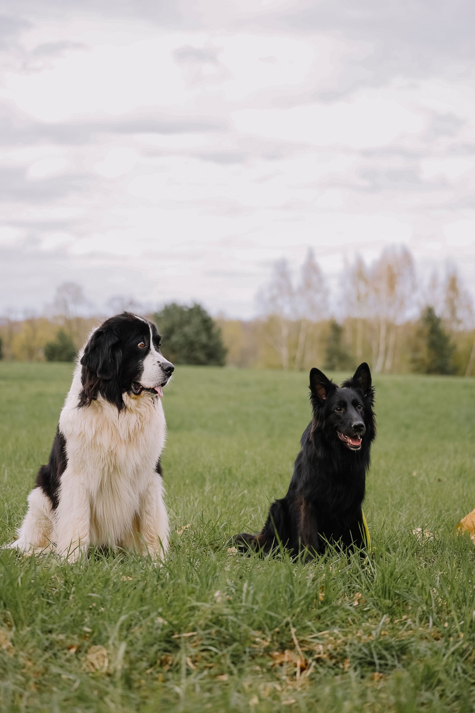 Newfoundland Dog Photos, Download The BEST Free Newfoundland Dog Stock ...
