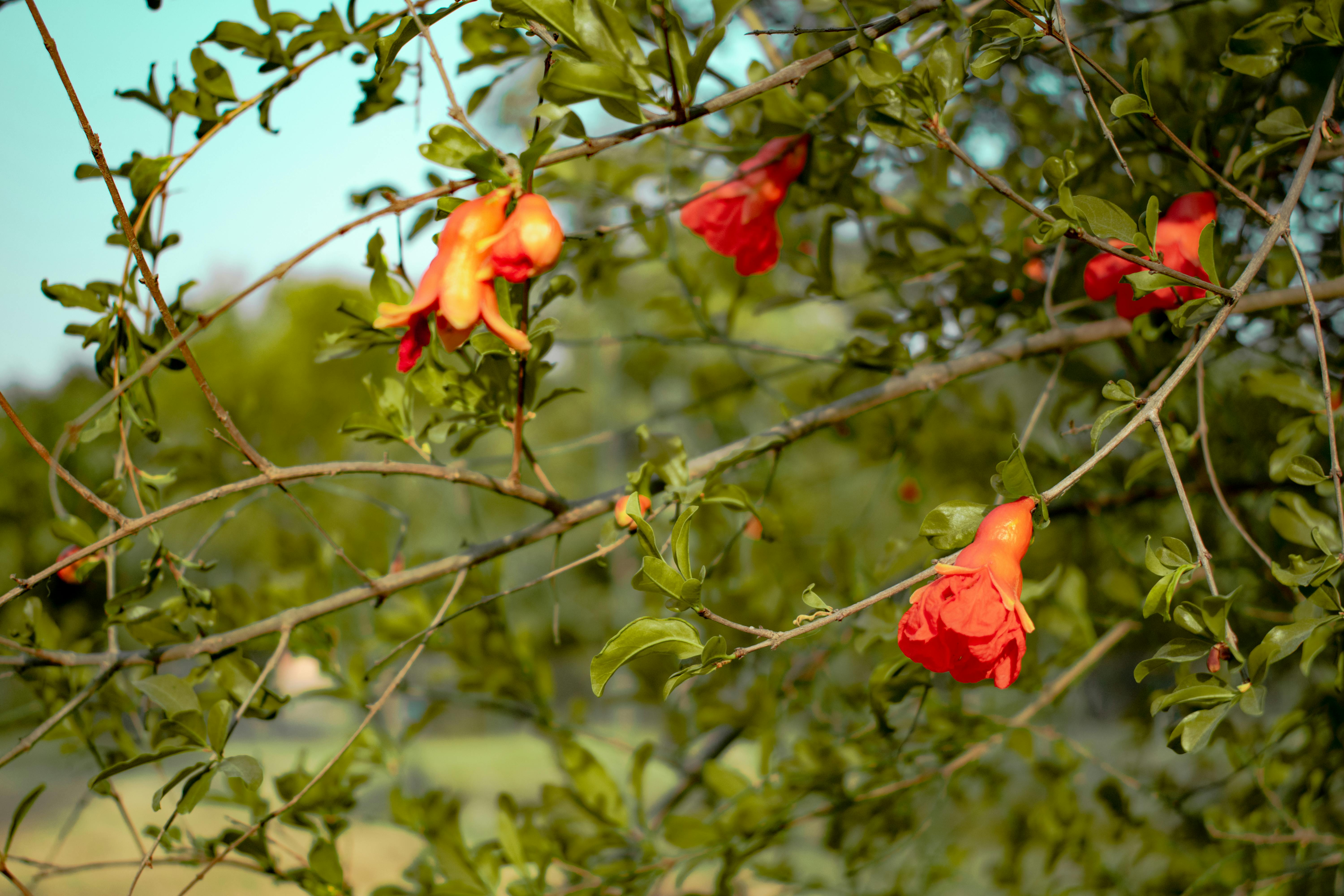 Free stock photo of beautiful flower, bell flower, dark green plants
