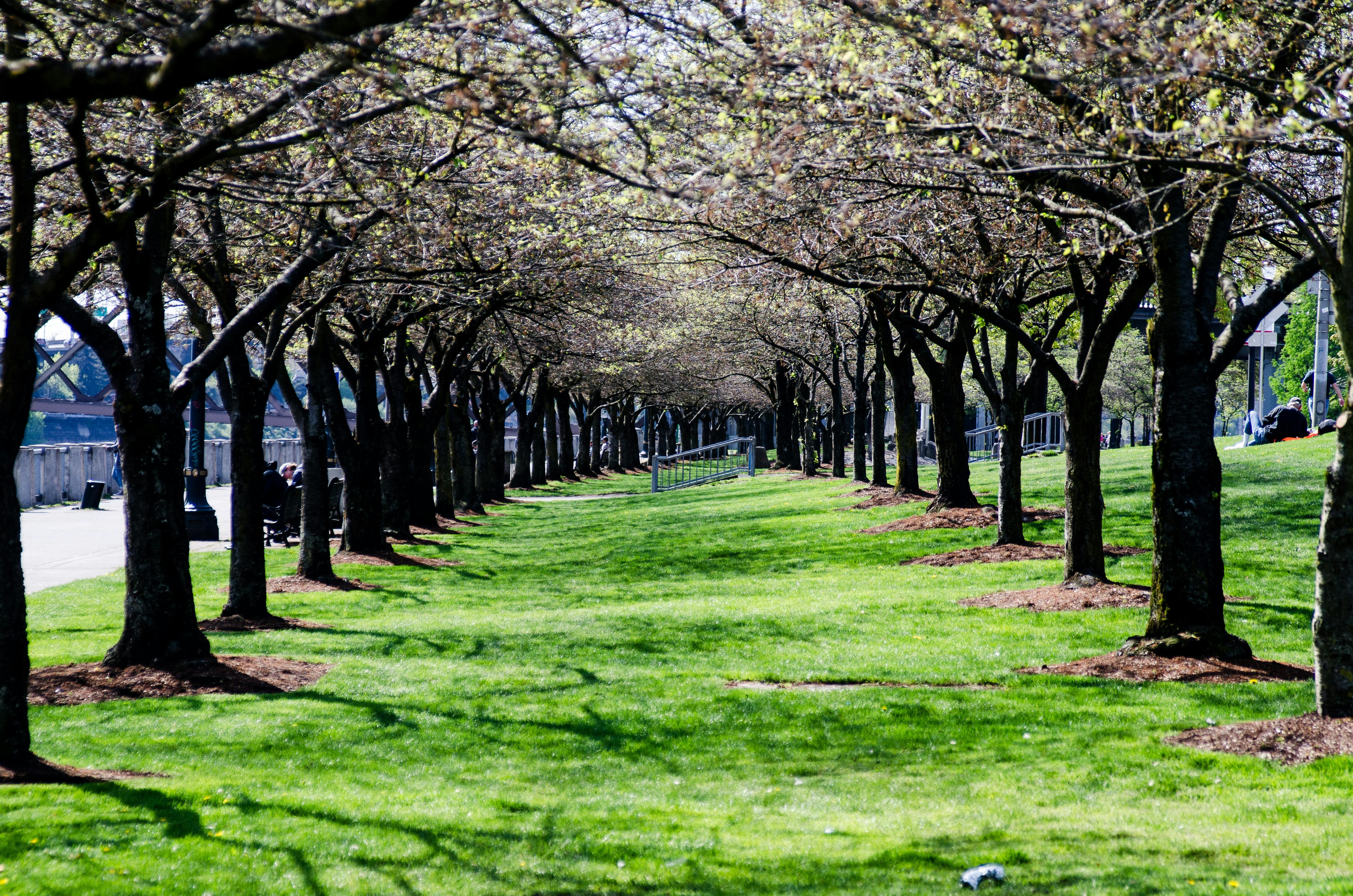 Free stock photo of park, public park, spring