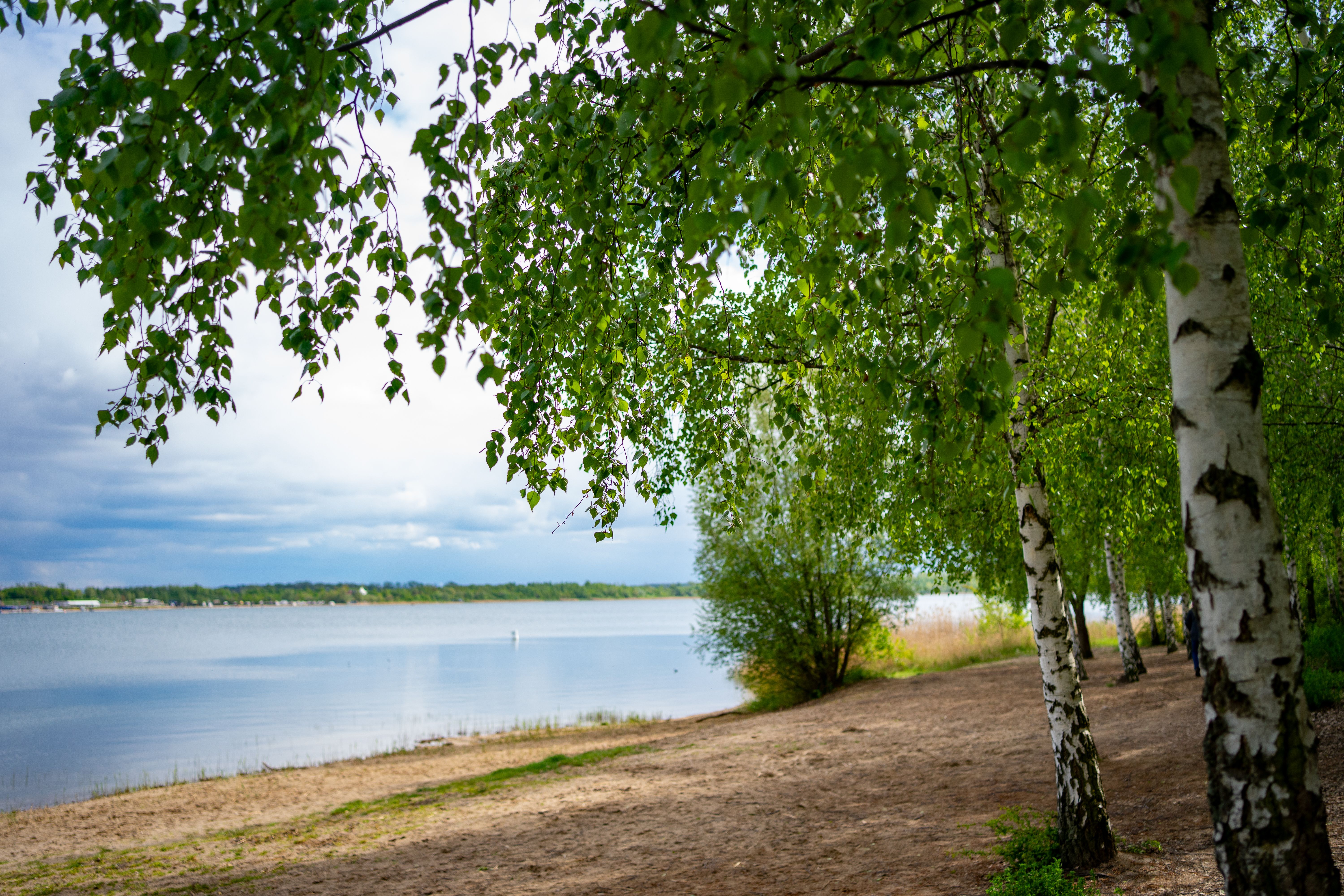 Wald am Strand · Free Stock Photo