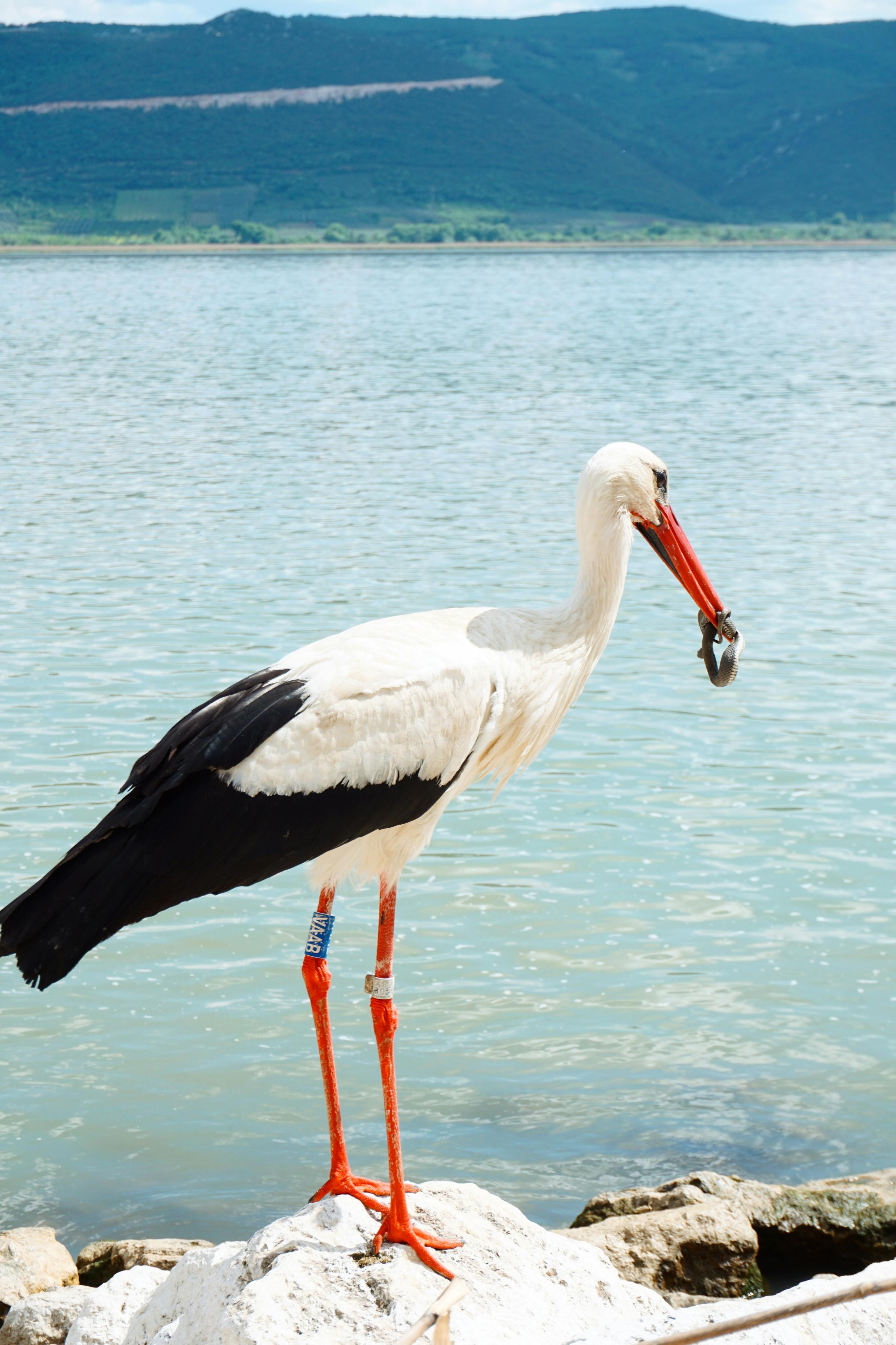 Stork Eating Fish · Free Stock Photo