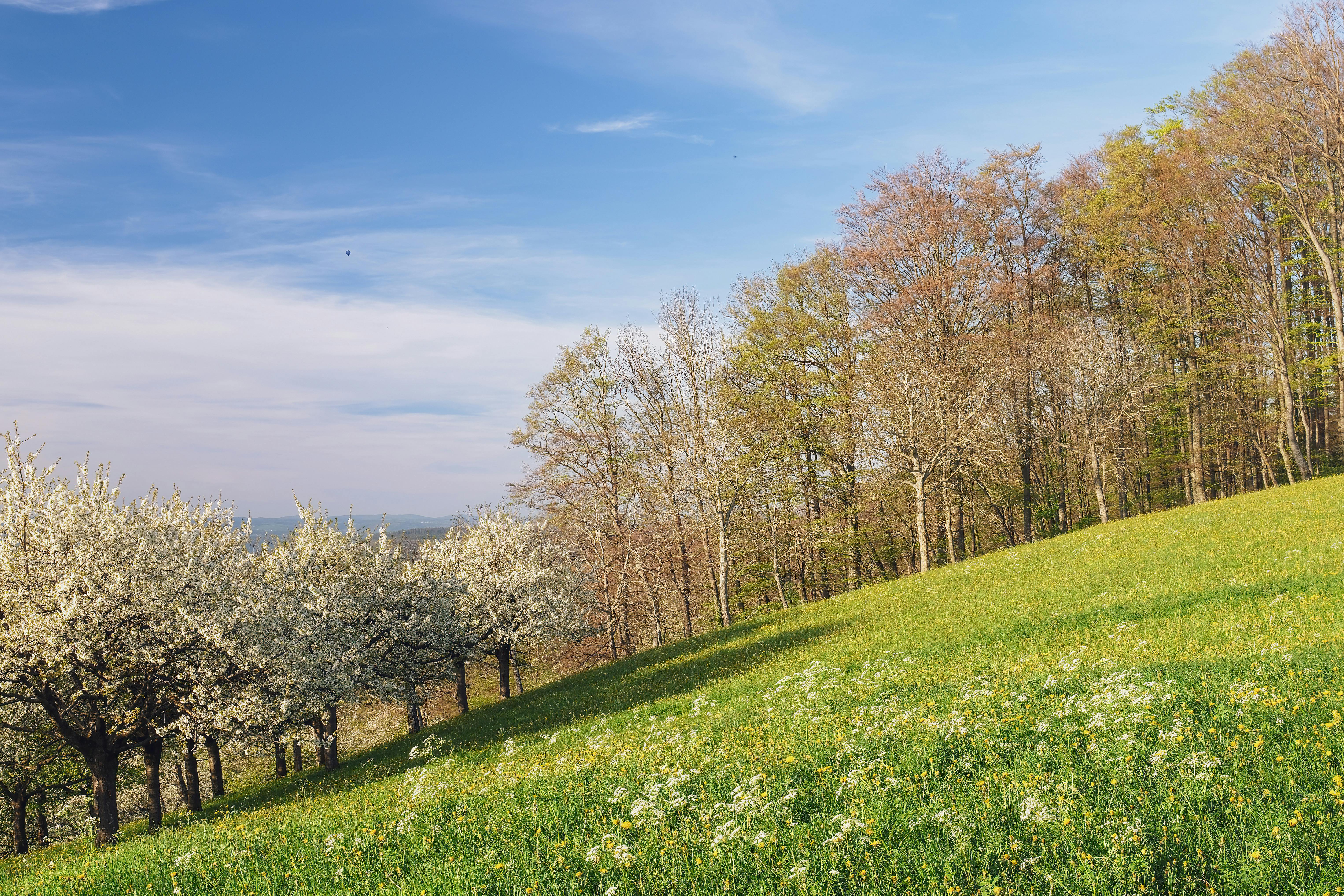 Hillside Grove in Spring · Free Stock Photo