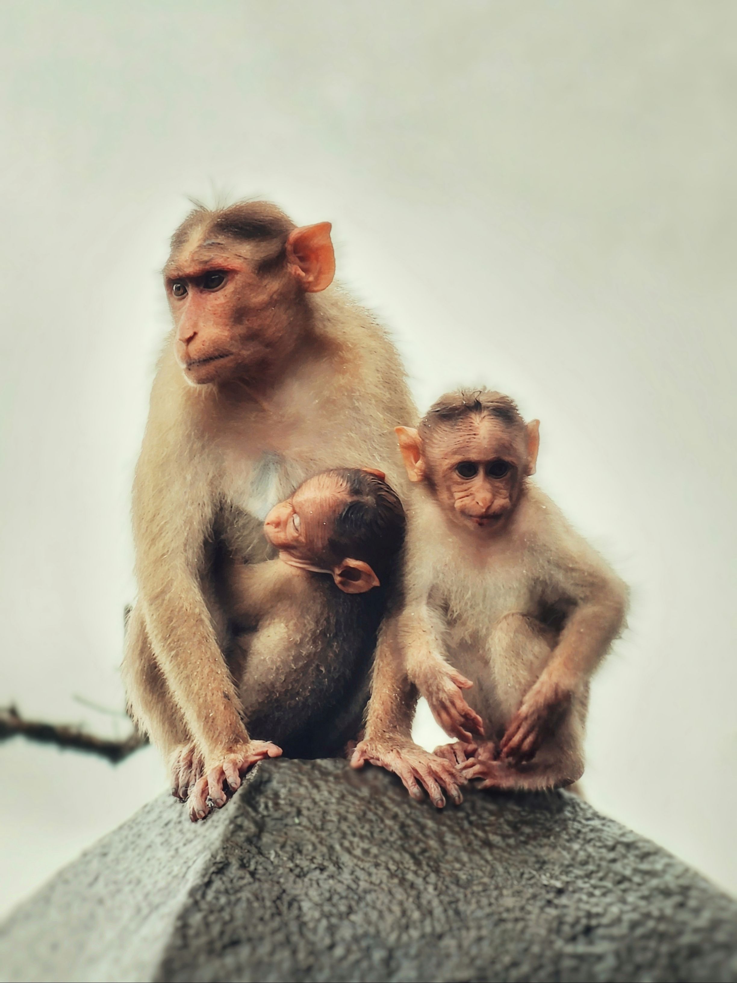 Adult Macaque with Children · Free Stock Photo