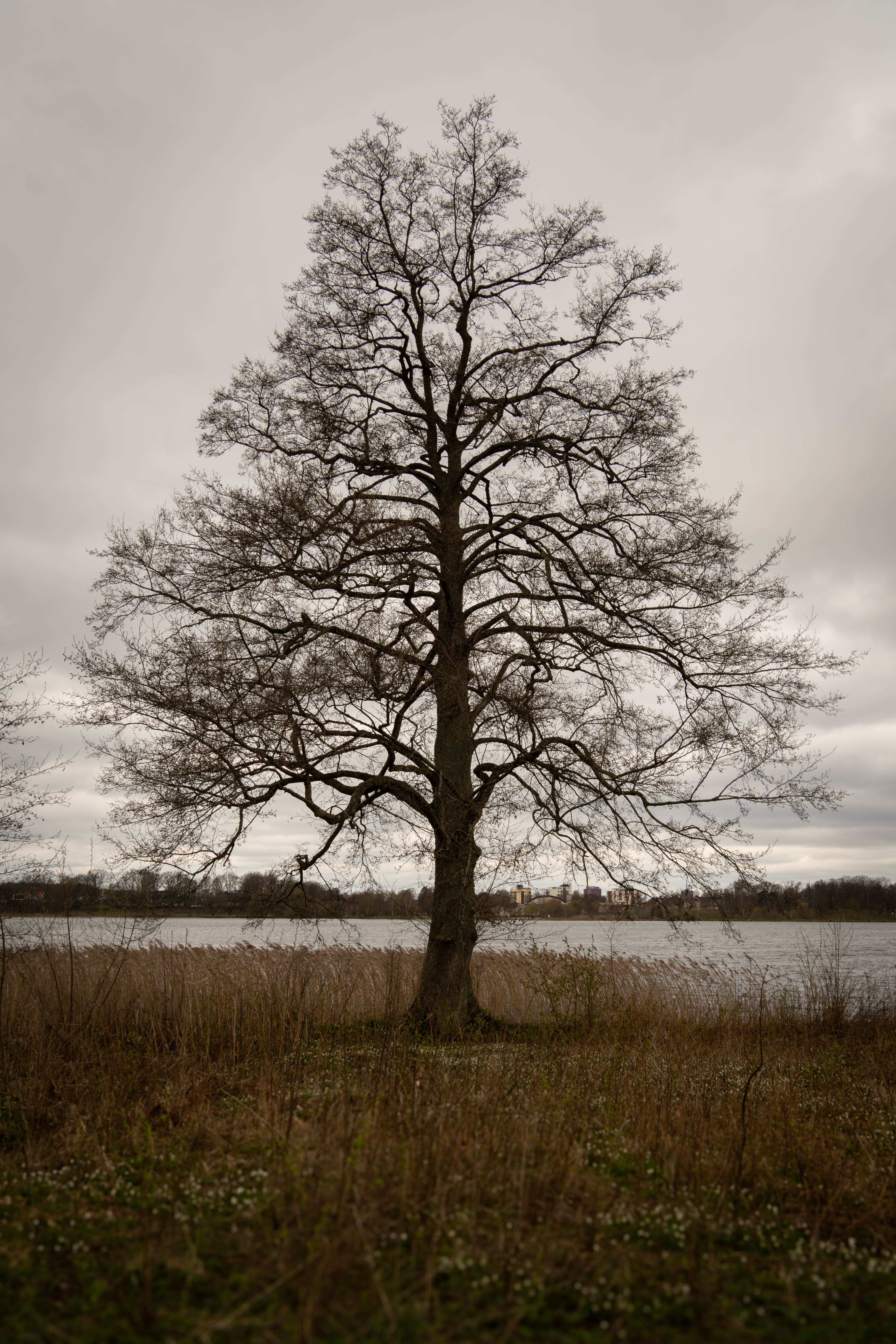 Lakeshore Tree in Autumn · Free Stock Photo