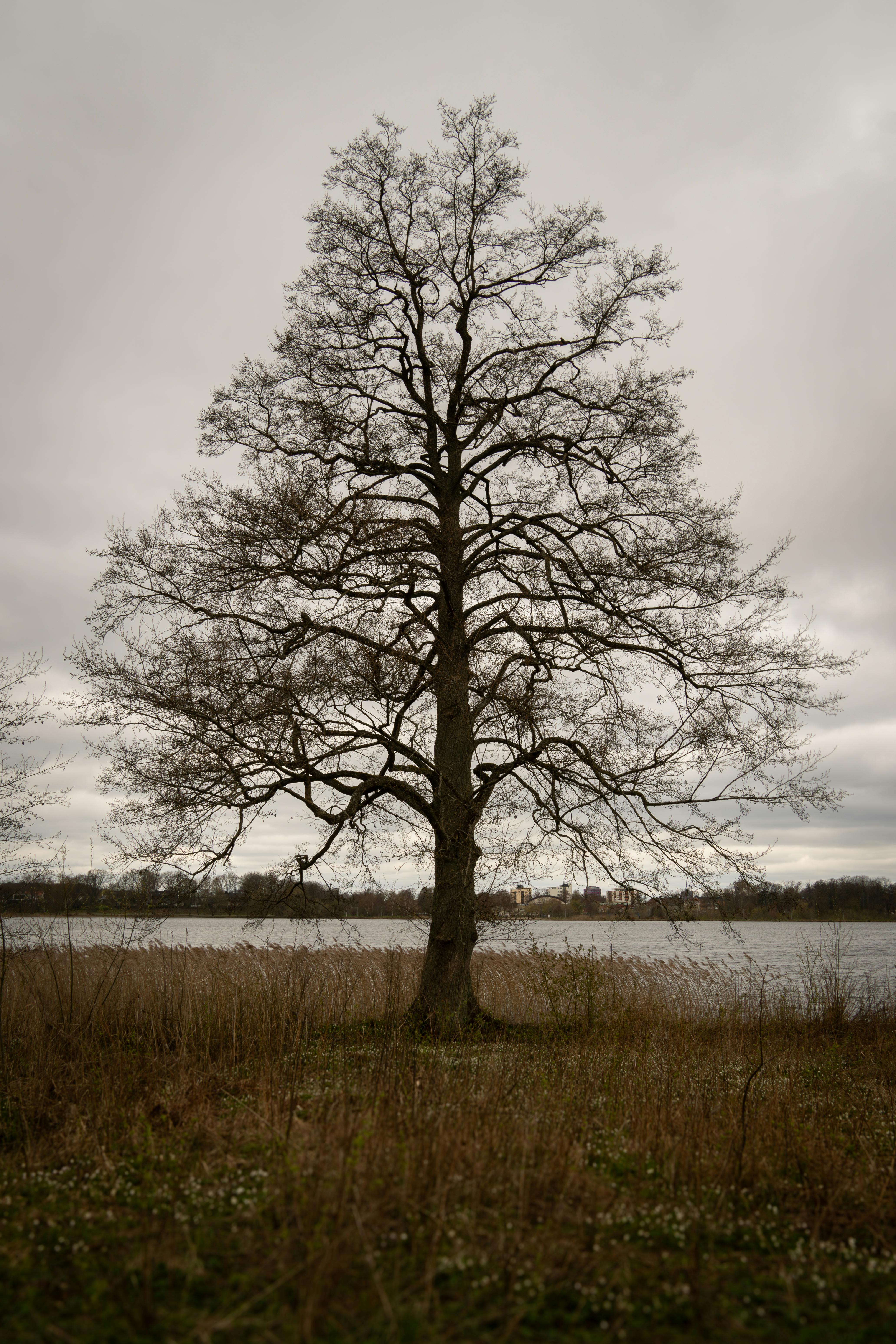Lakeshore Tree in Autumn · Free Stock Photo