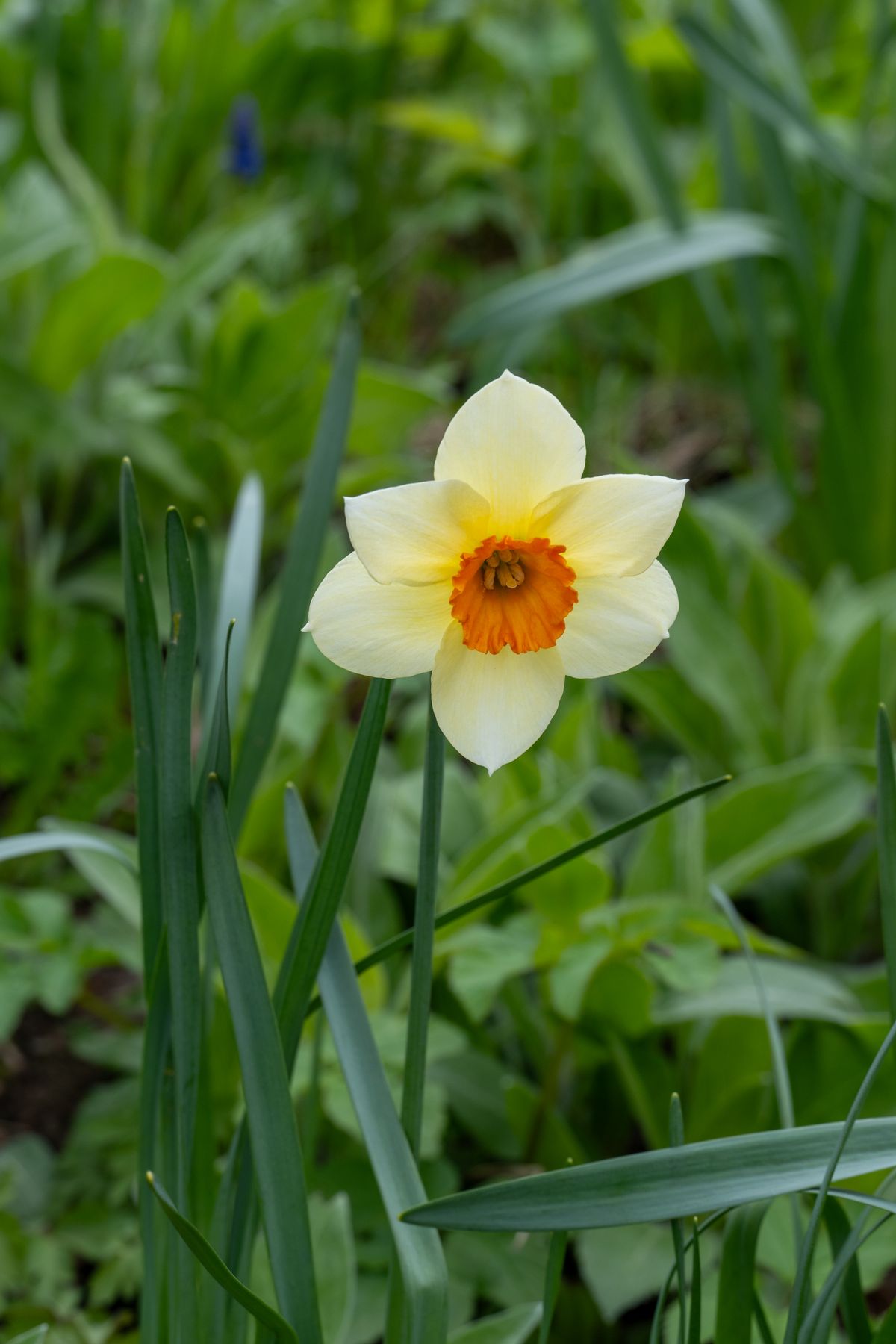 Daffodil Photos, Download The BEST Free Daffodil Stock Photos & HD Images
