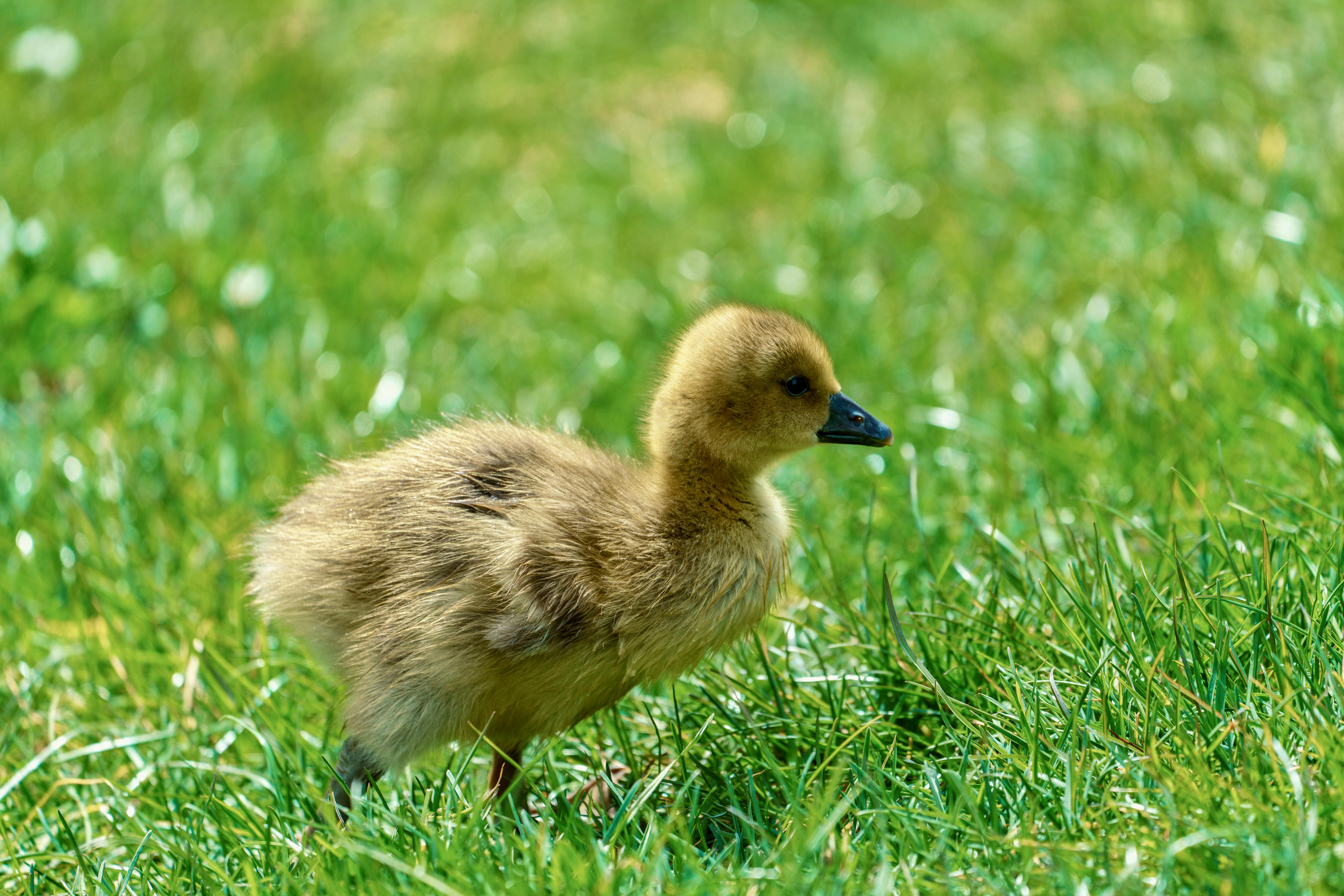 Coy Duck Photos, Download The BEST Free Coy Duck Stock Photos & HD Images