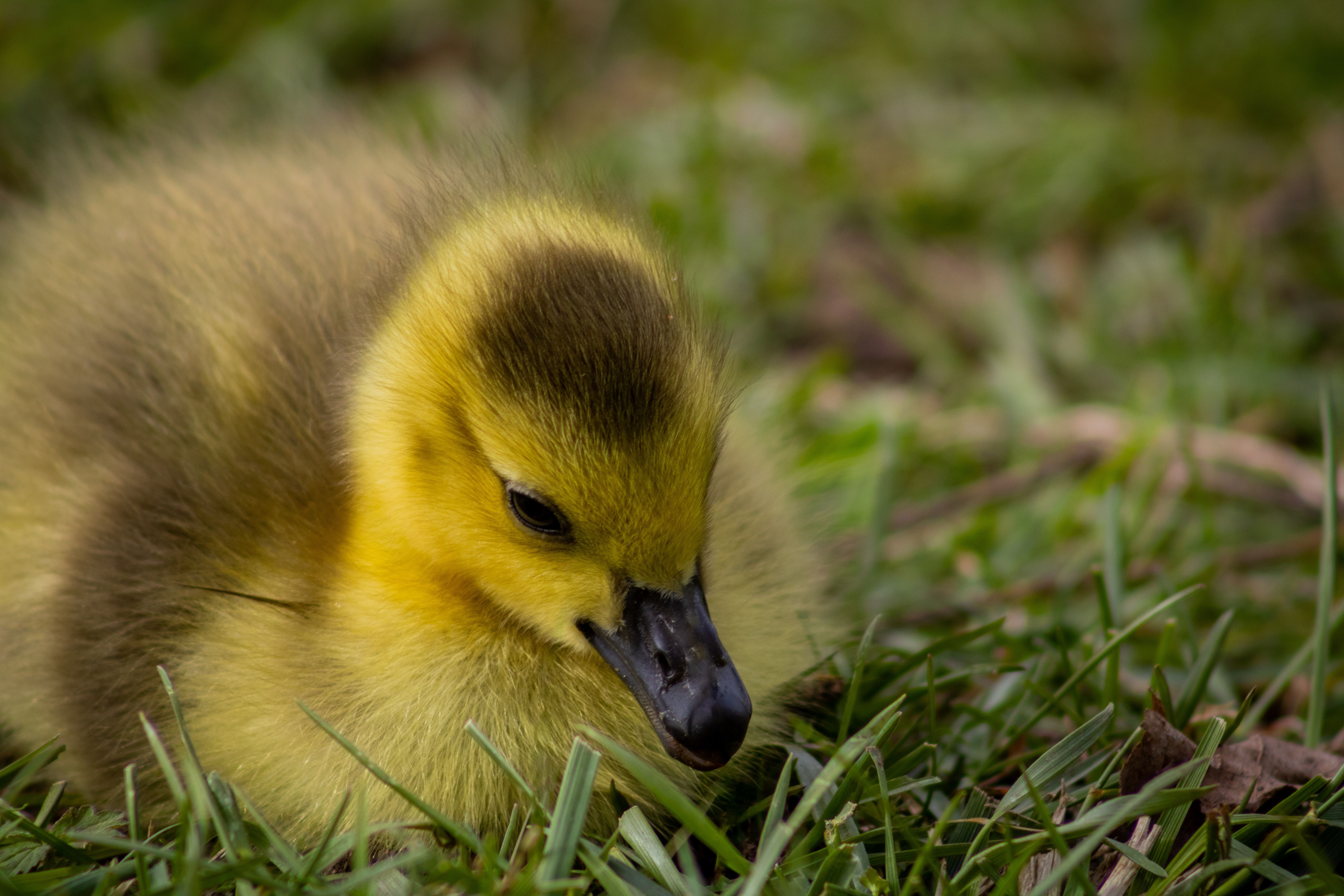 Little Duck on a Field · Free Stock Photo