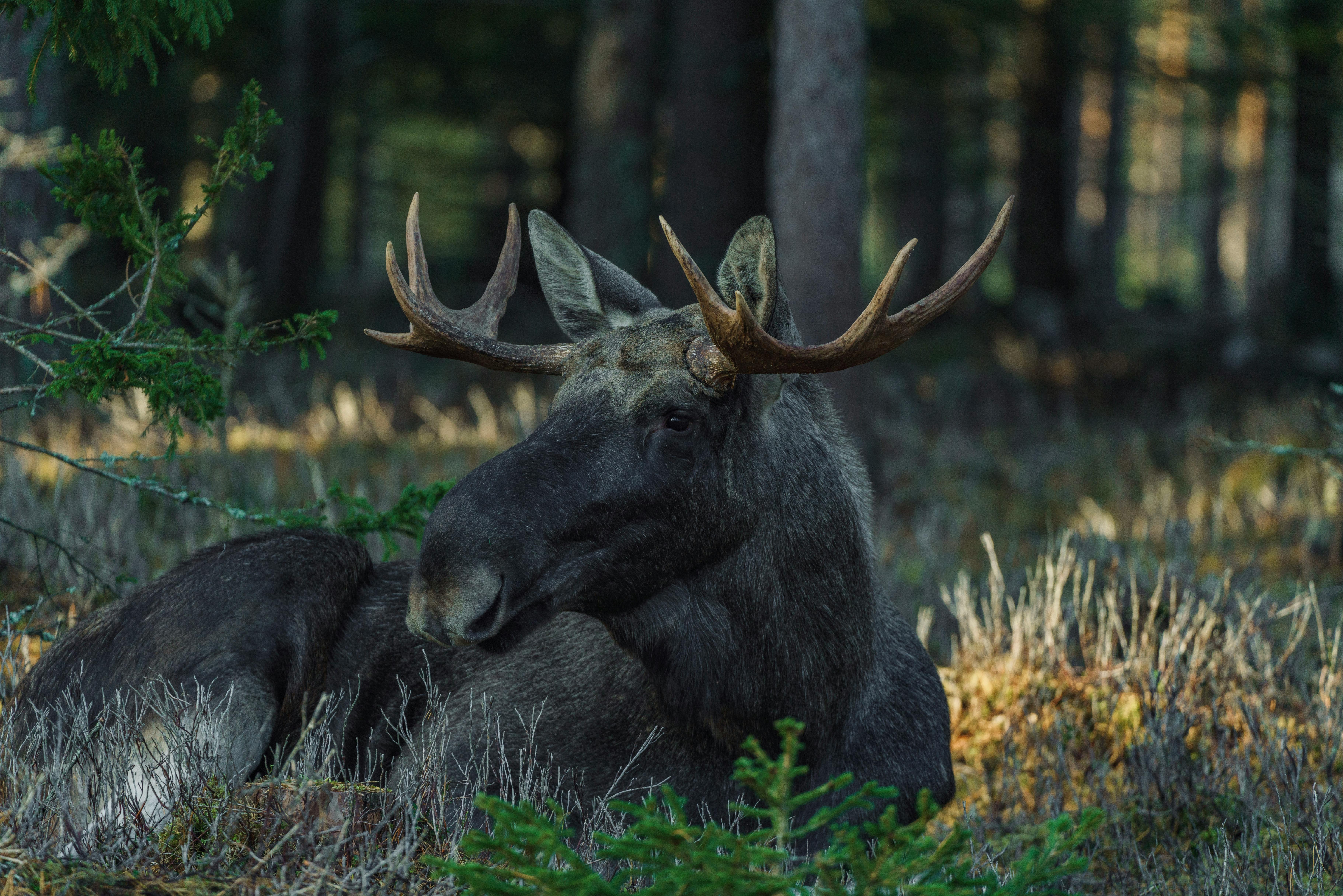 Foto de stock gratuita sobre al aire libre, alce americano, alces alces ...