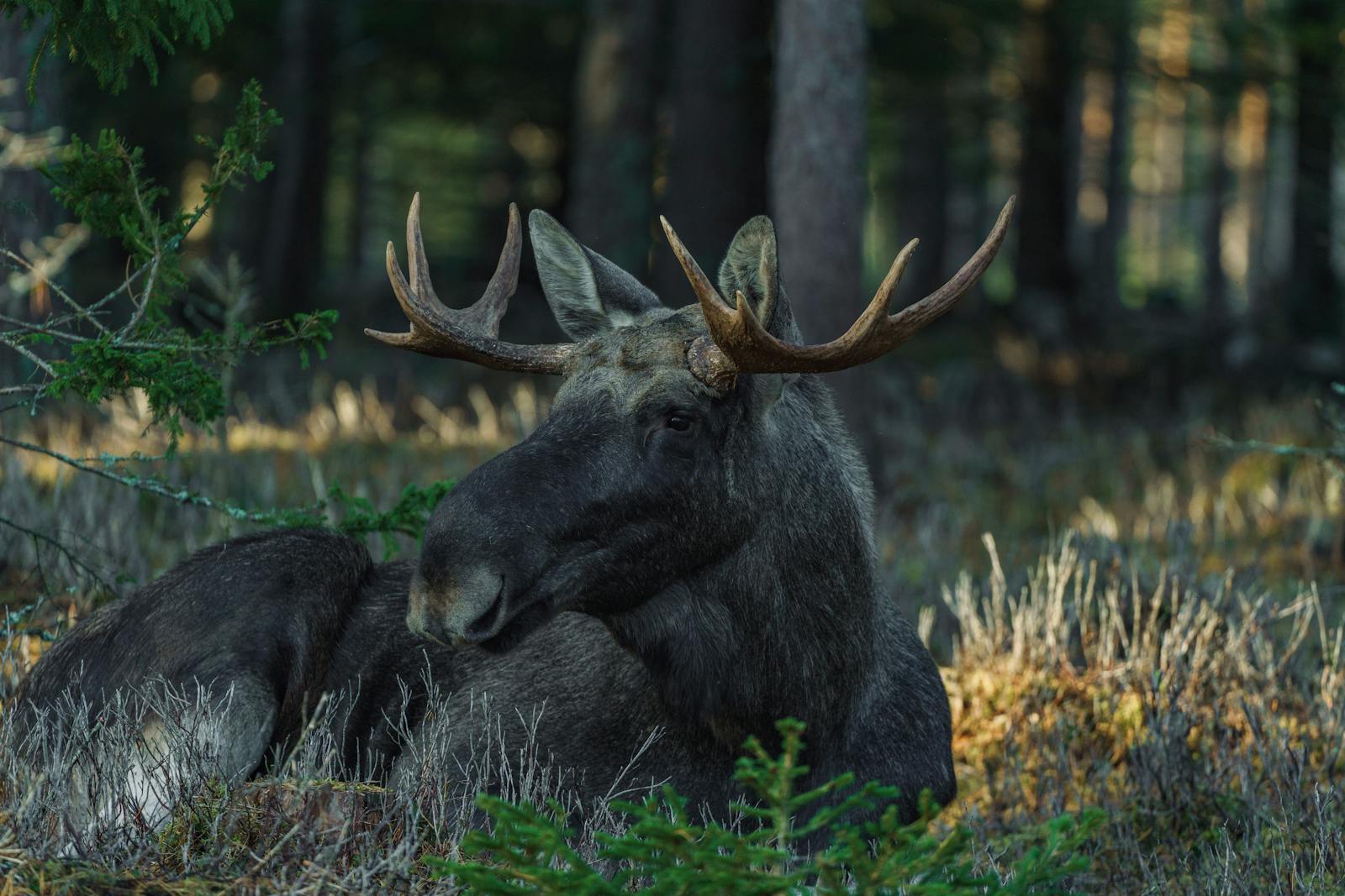 Moose Photos, Download The BEST Free Moose Stock Photos & HD Images