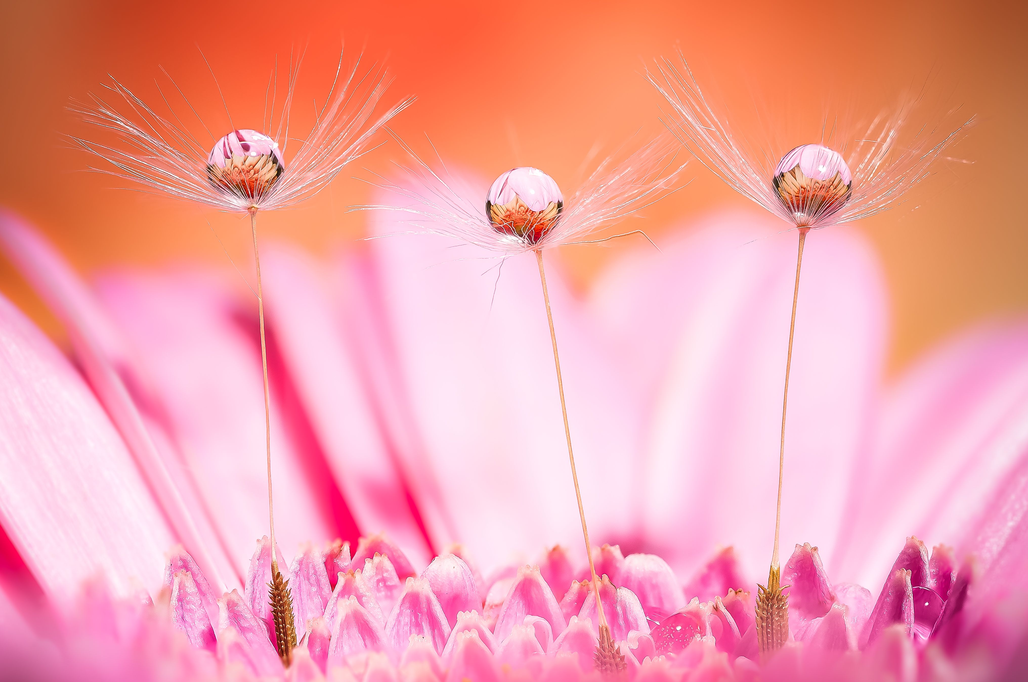 Extreme Close-up of a Flower · Free Stock Photo