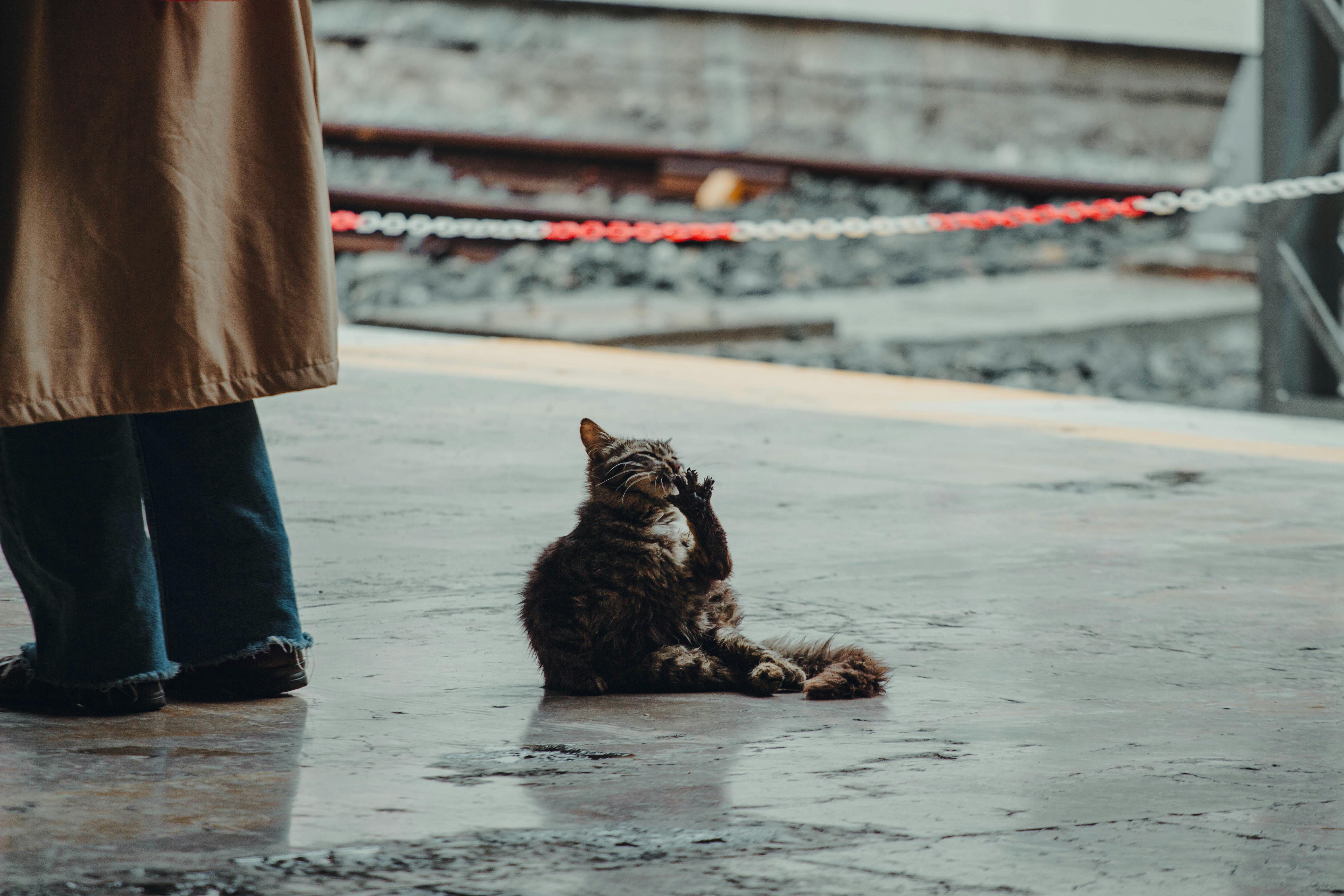 Gaza Lick Photos, Download The BEST Free Gaza Lick Stock Photos & HD Images