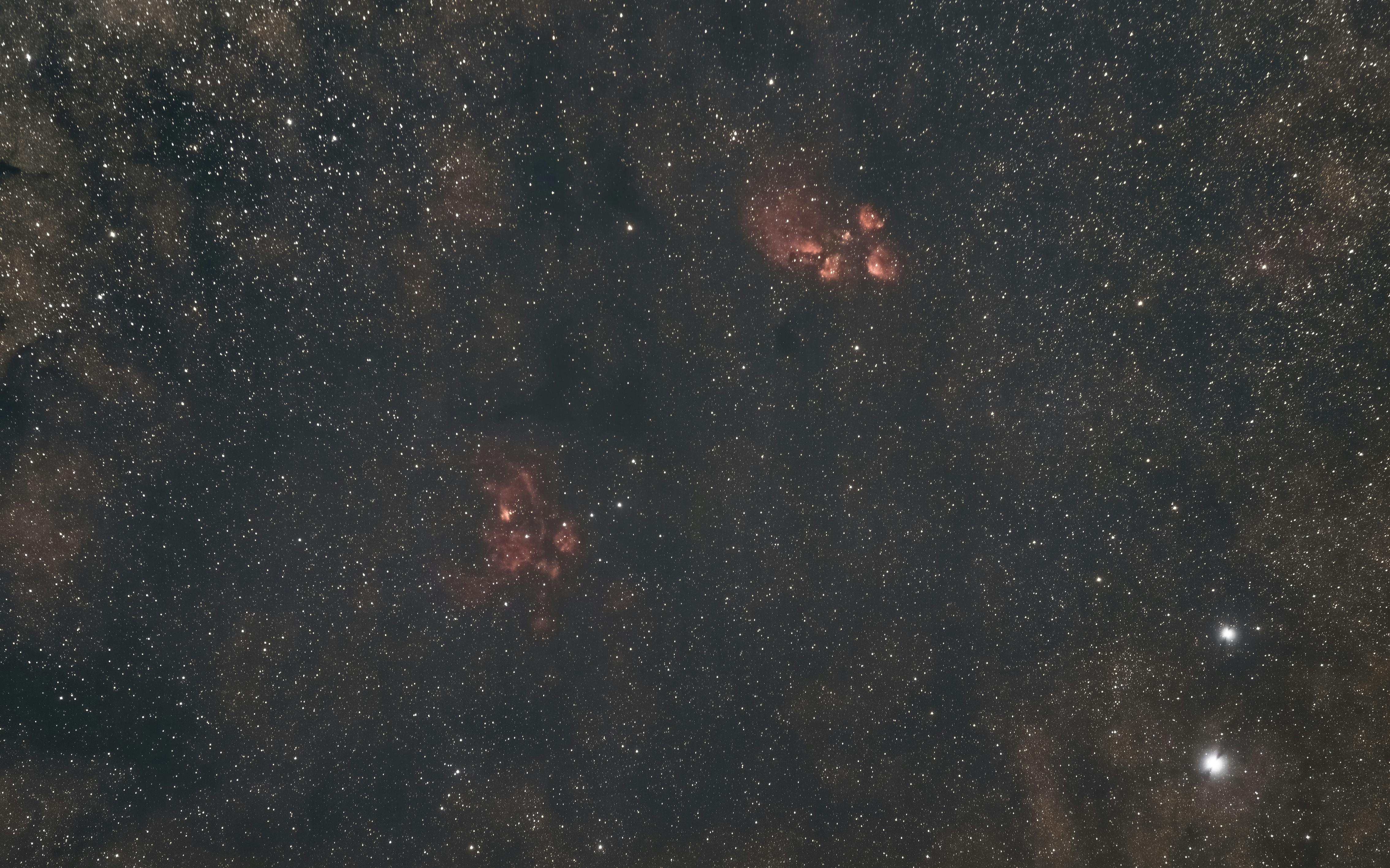 Starry sky above forest with coniferous trees · Free Stock Photo