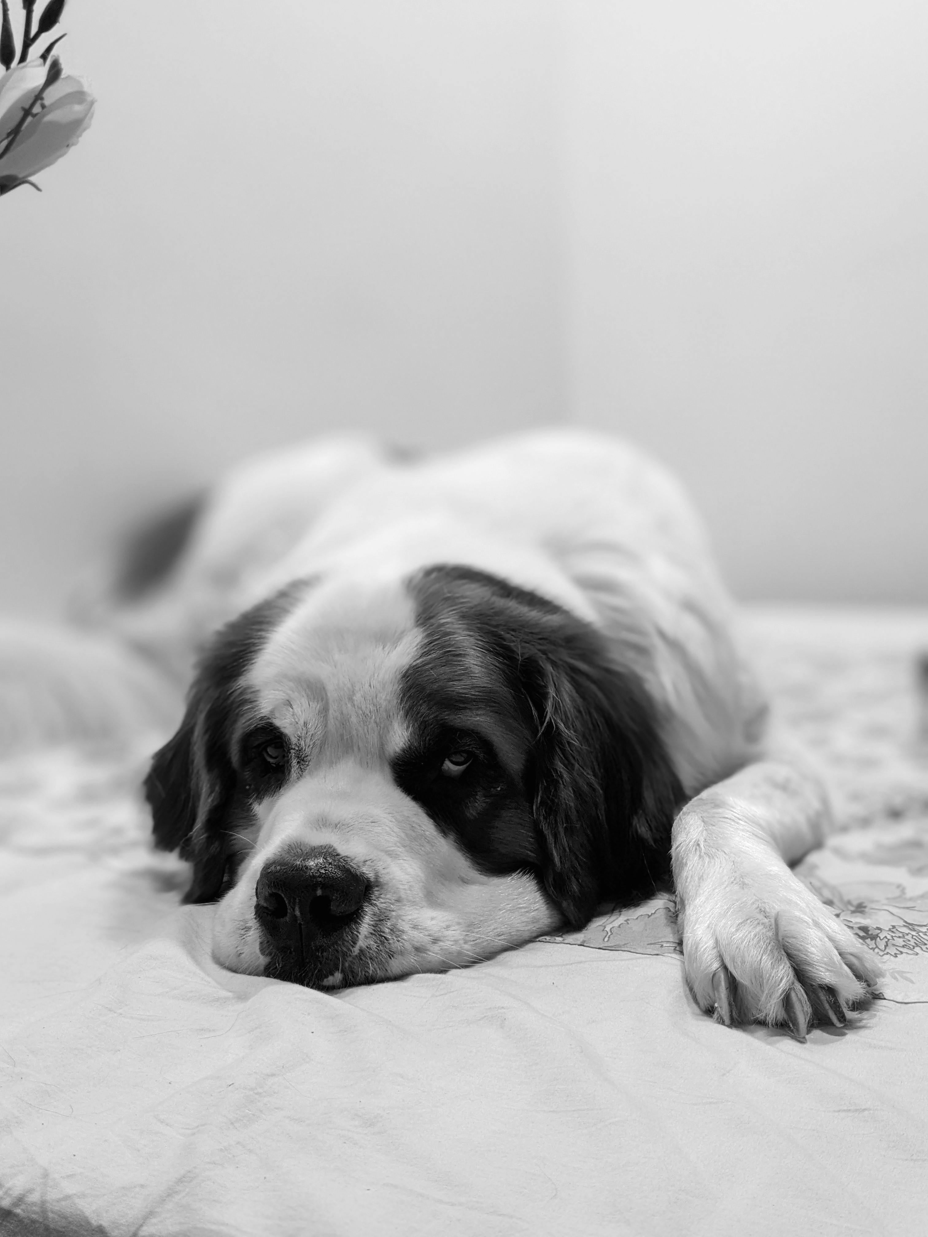 TANUSH SINGH – Fotografia