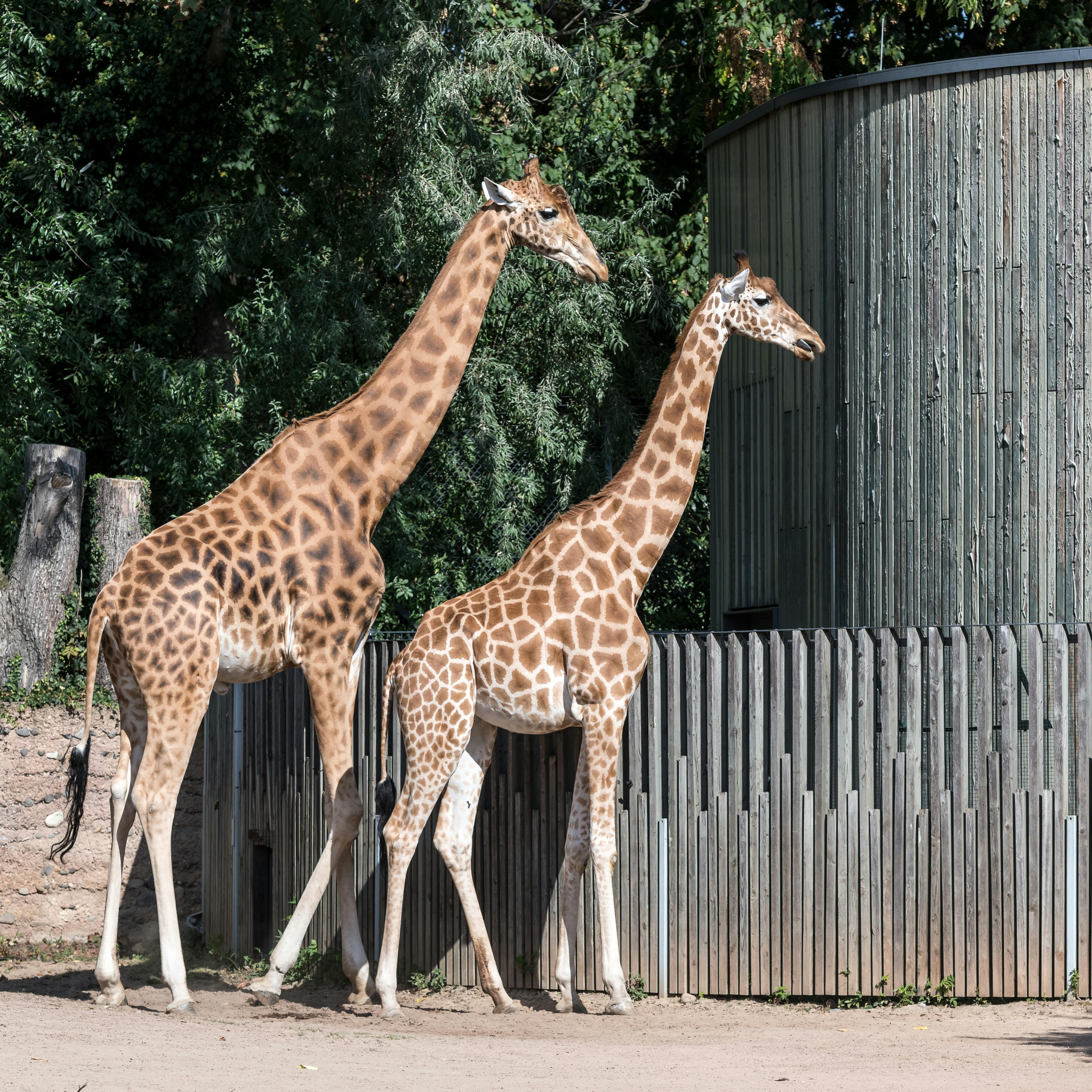 Giraffes in Zoo · Free Stock Photo