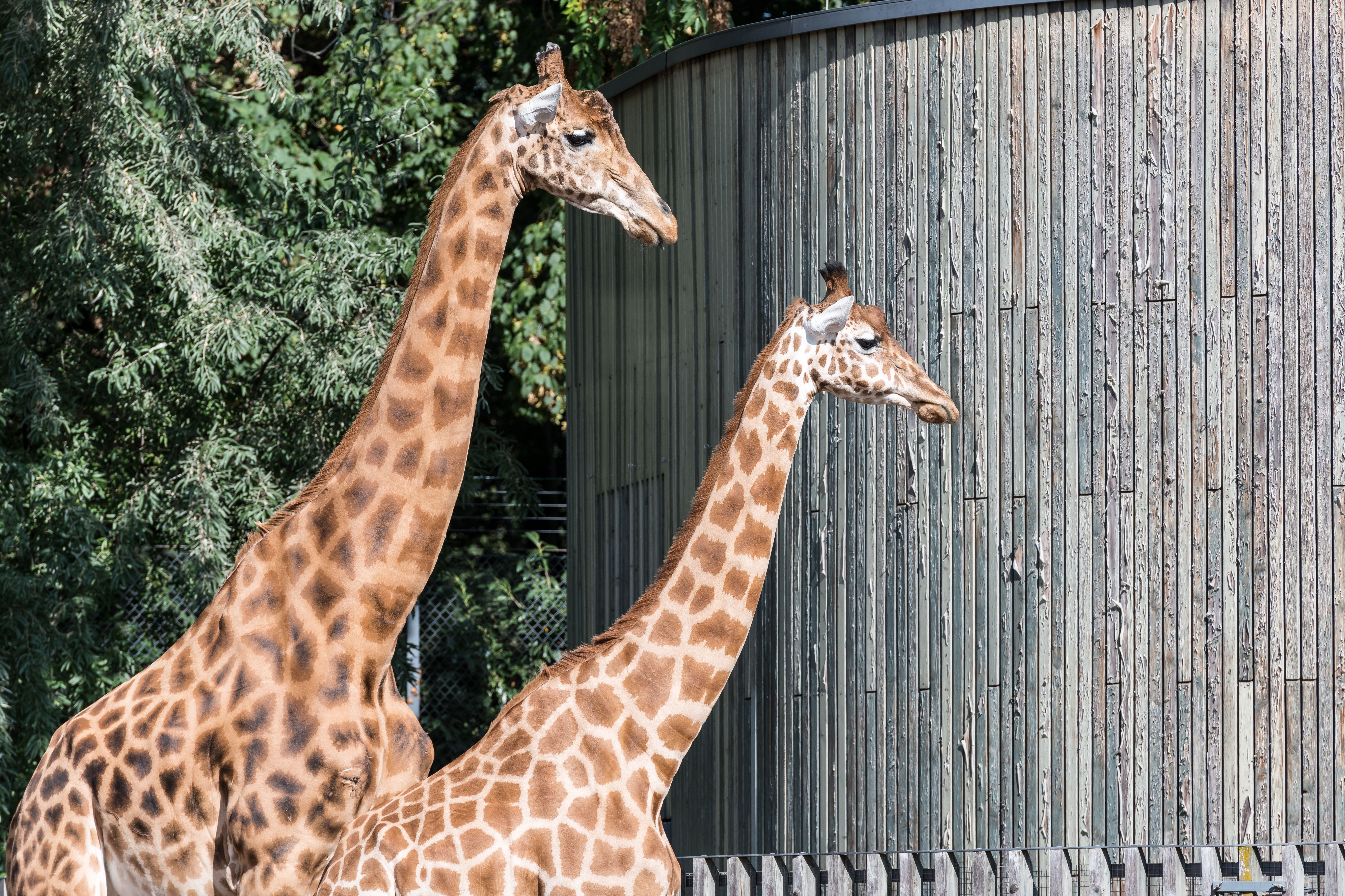 Giraffes in Zoo · Free Stock Photo