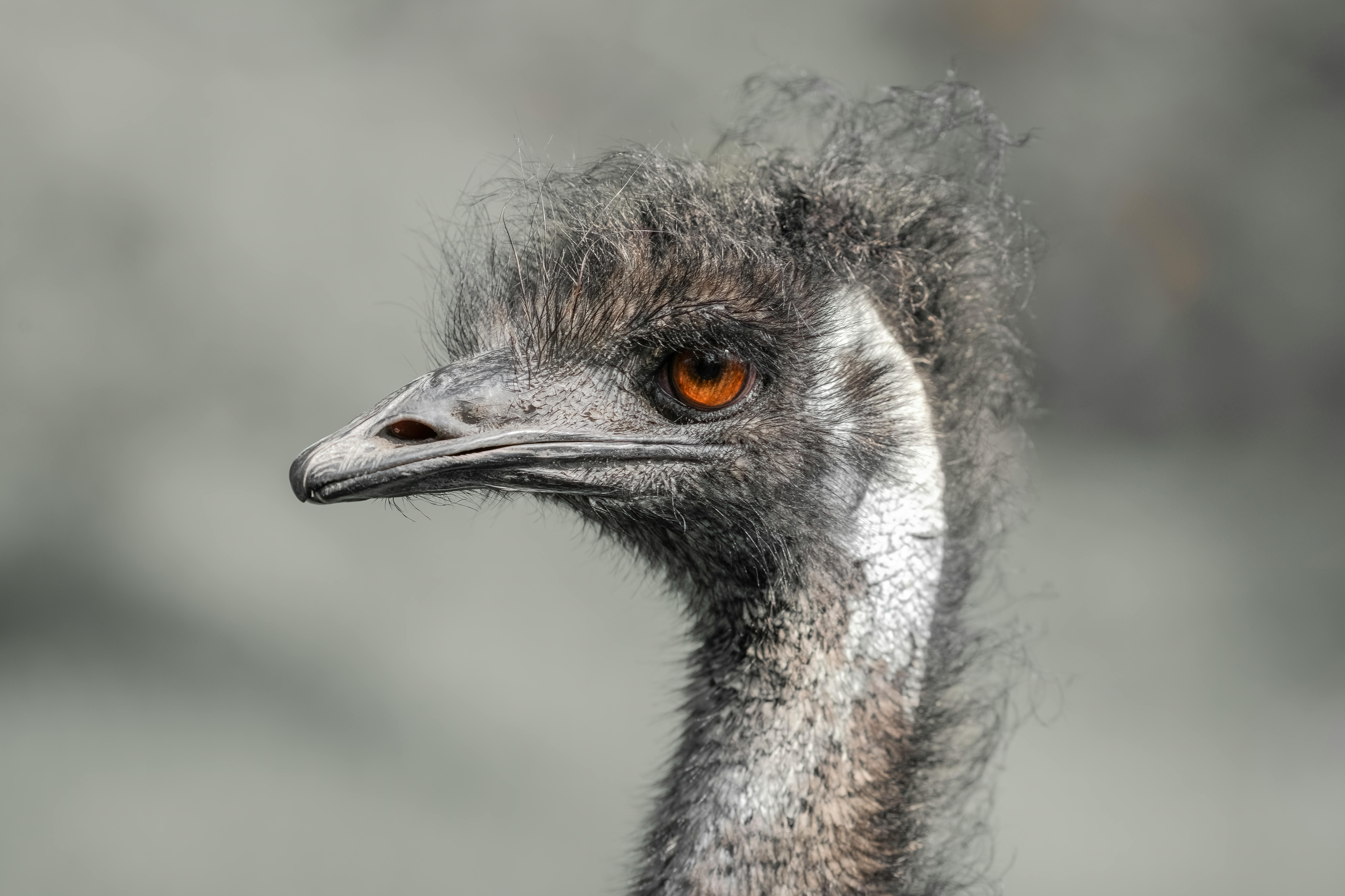 Portrait of Emu · Free Stock Photo