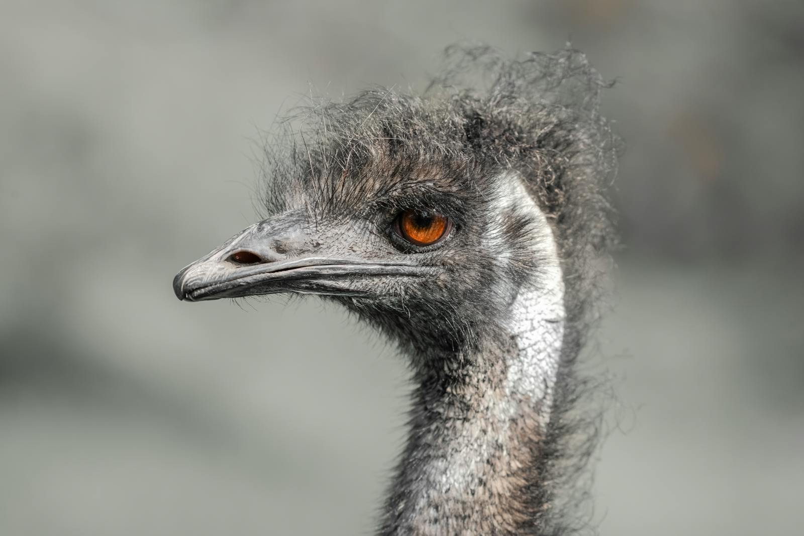 Emu Photos, Download The BEST Free Emu Stock Photos & HD Images