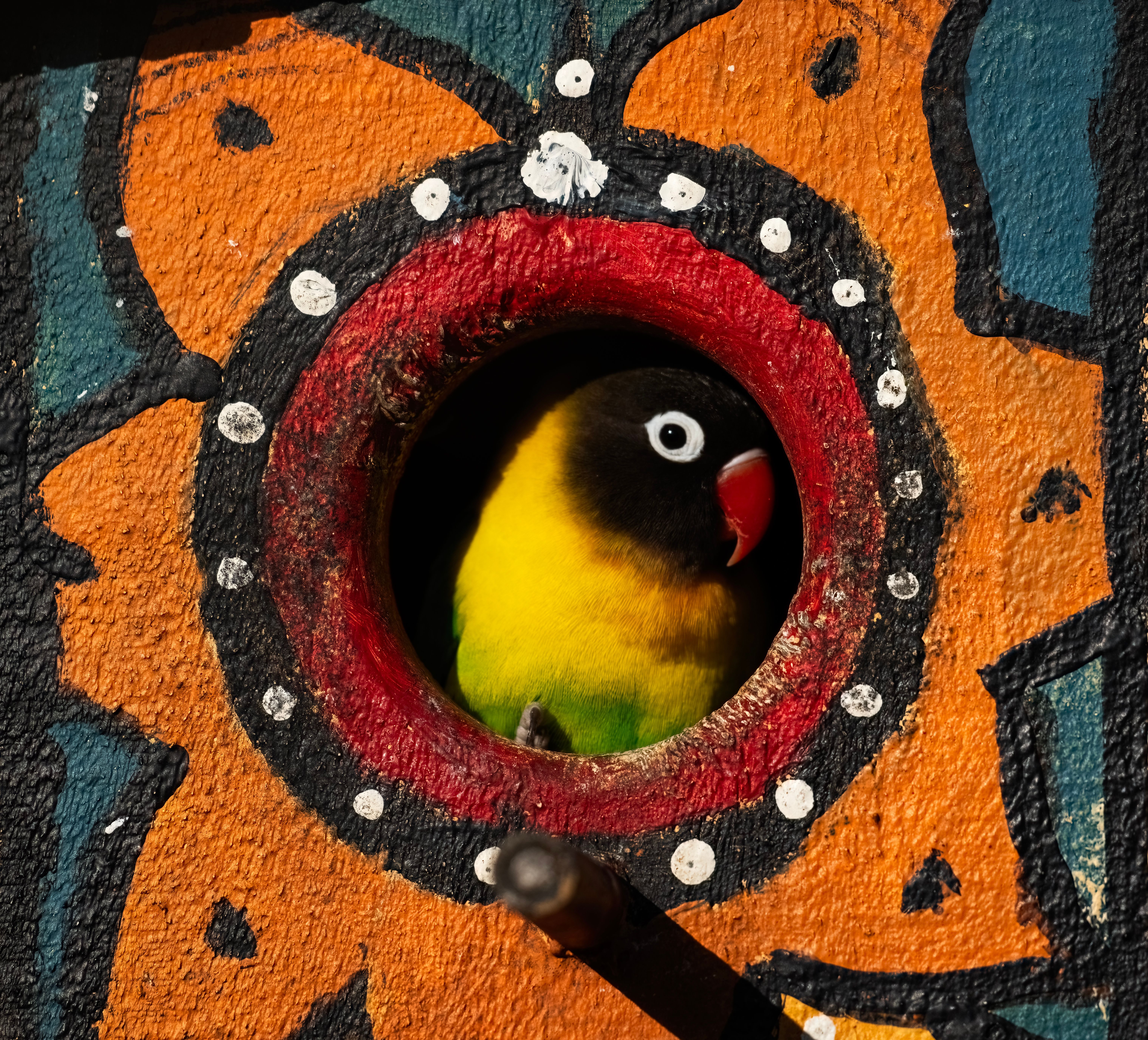 A colorful bird peeks out of a hole in a wall · Free Stock Photo