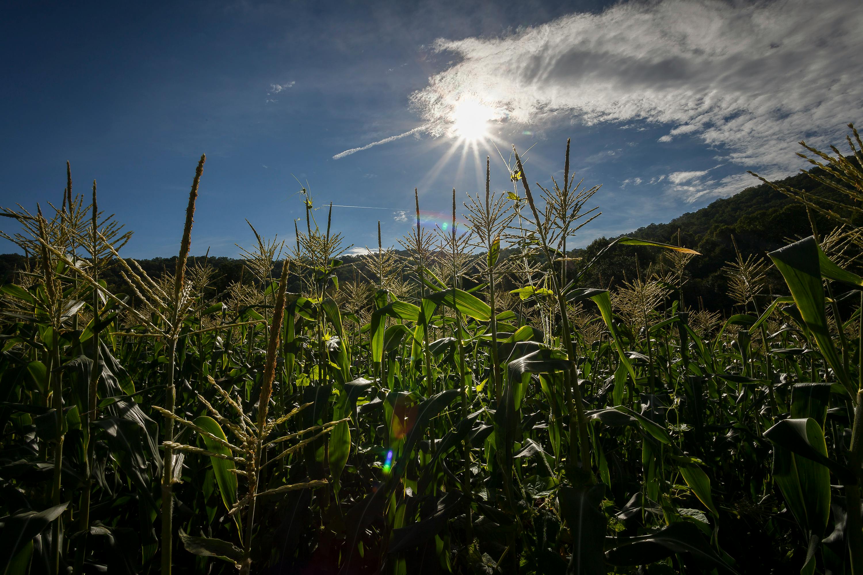 Free stock photo of agbiopix, agriculture, grain
