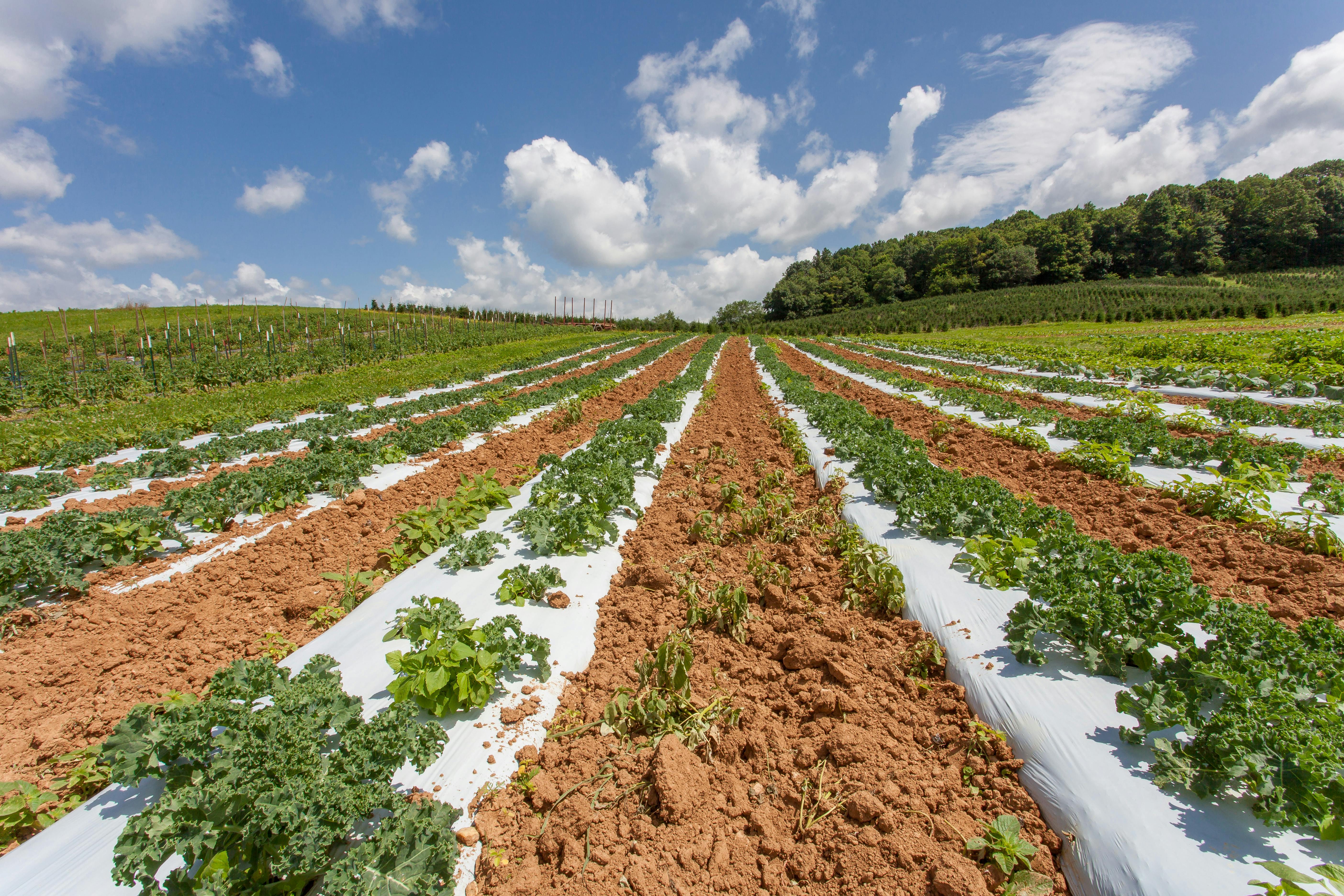 Rural Field in Order · Free Stock Photo