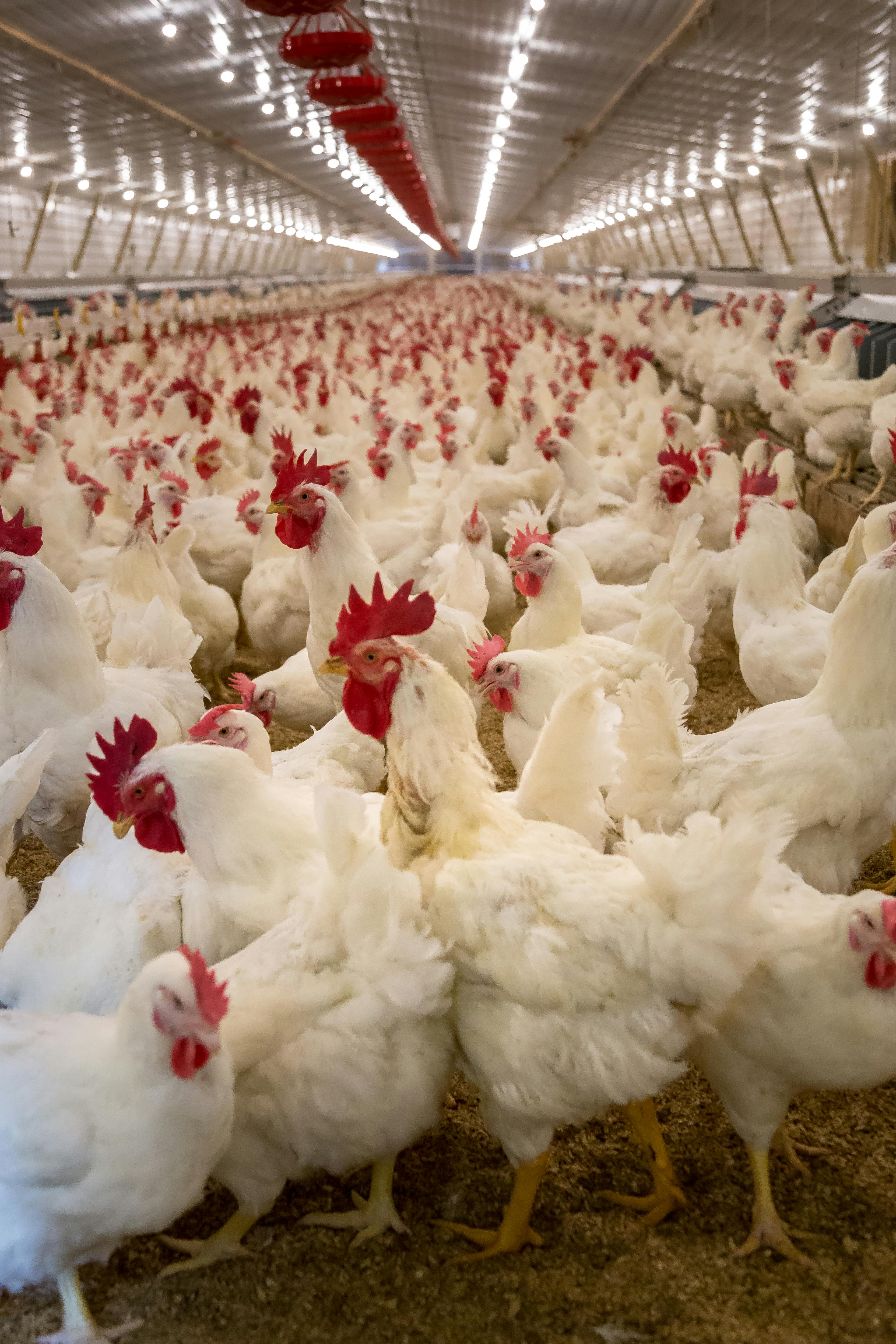 Industrial Chicken Farm · Free Stock Photo
