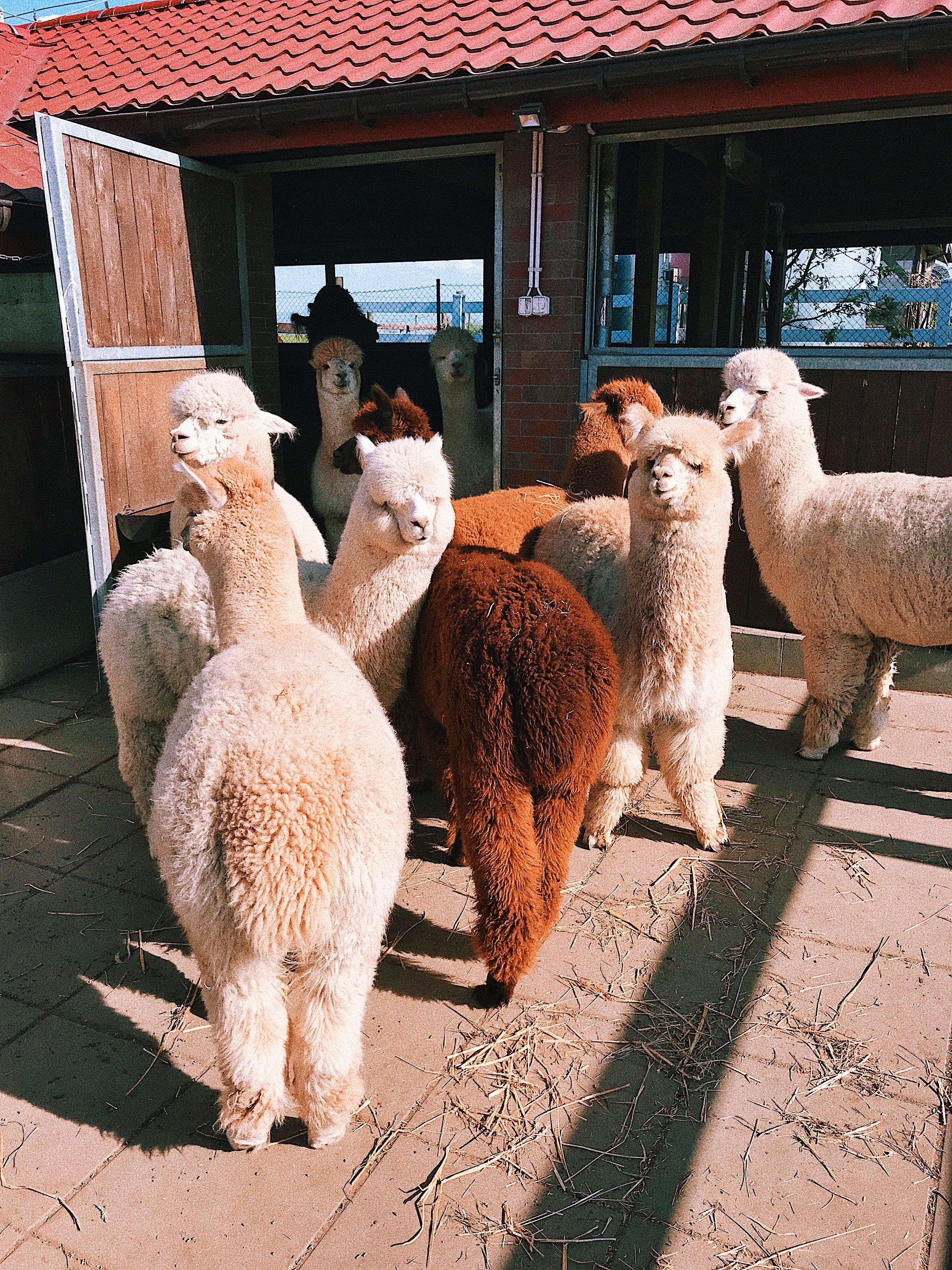 White and Brown Llama · Free Stock Photo