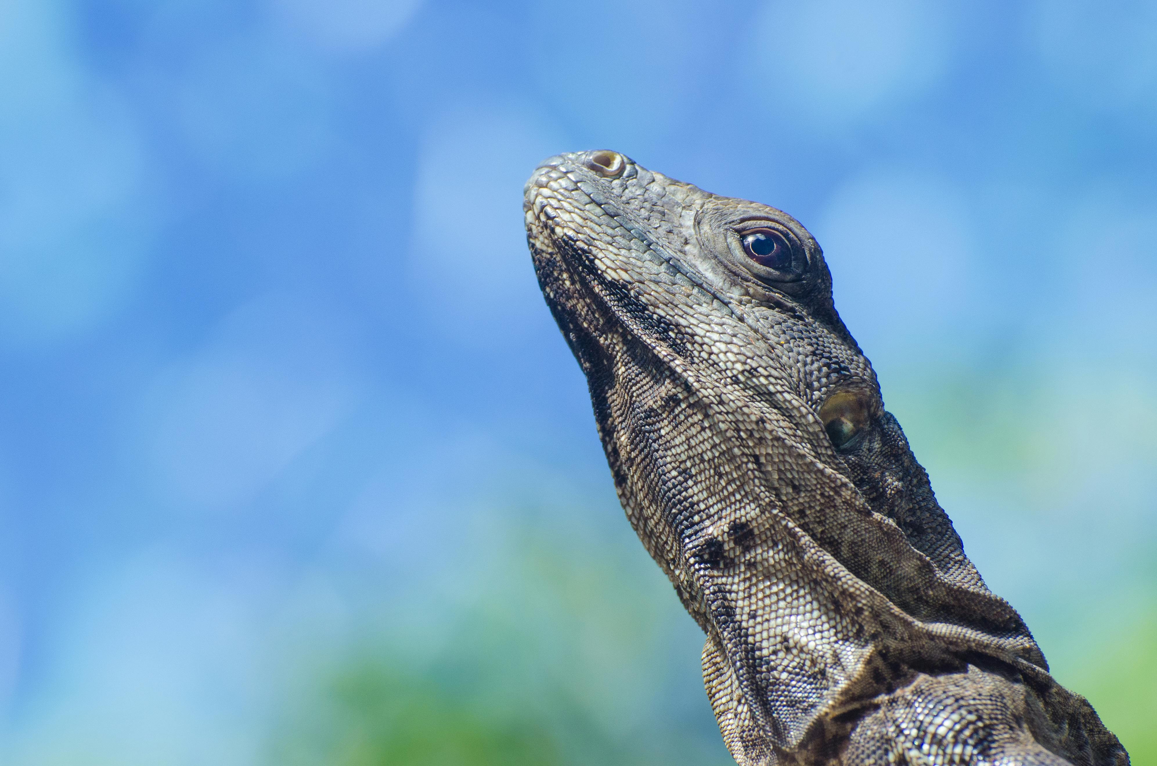 Selective Photography of Brown Monitor Lizard · Free Stock Photo