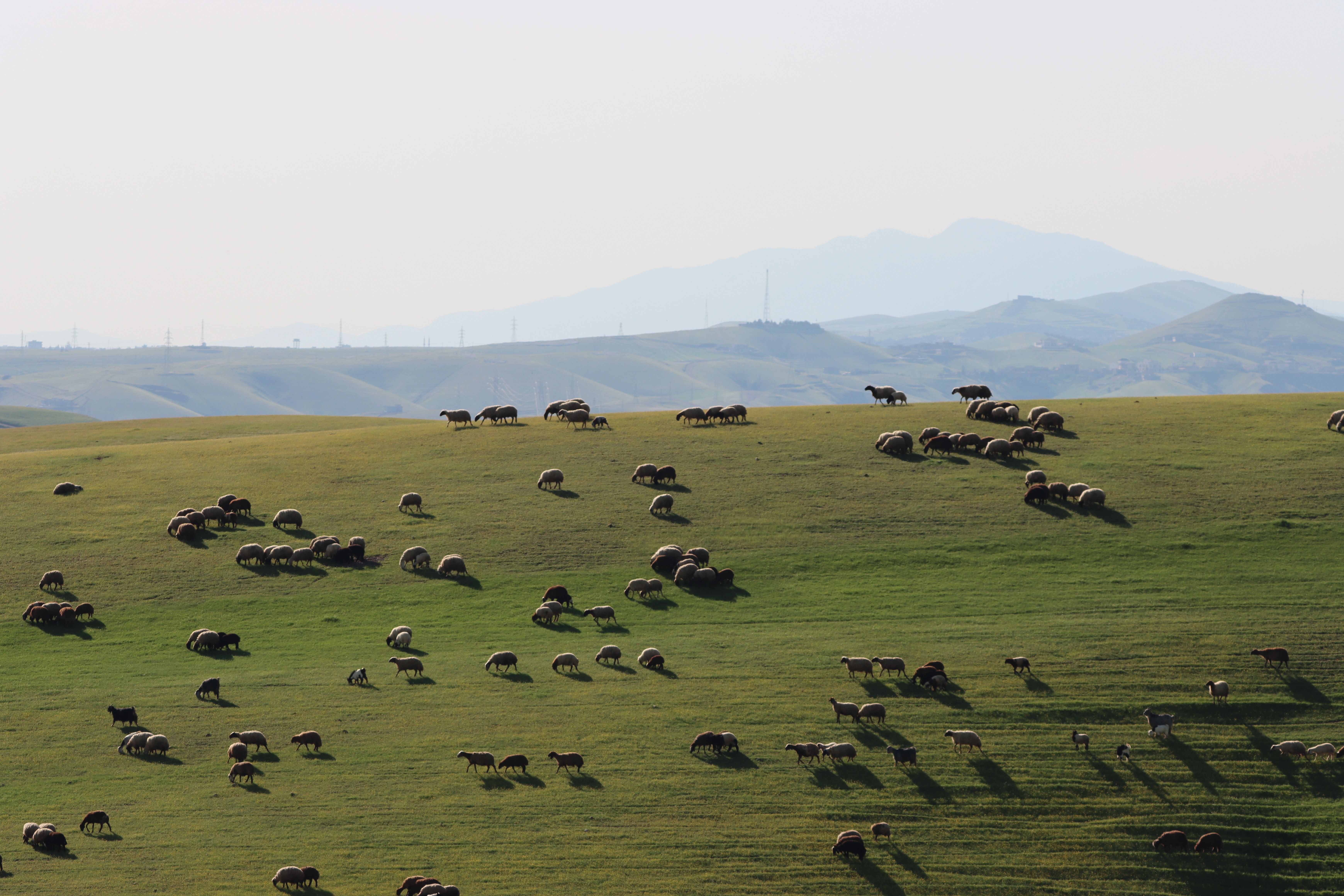A herd of animals grazing on a green field · Free Stock Photo