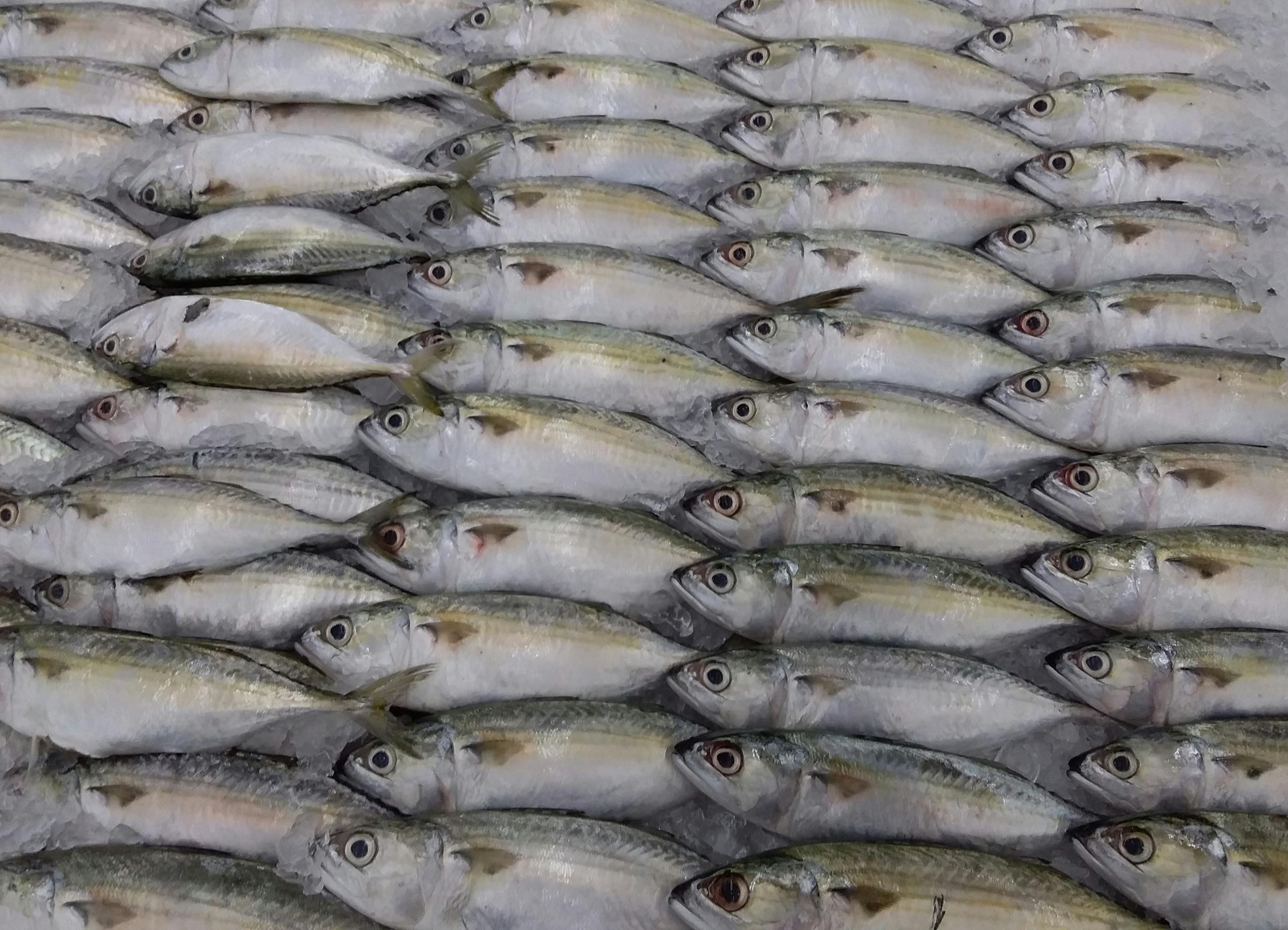 Free stock photo of fish in row