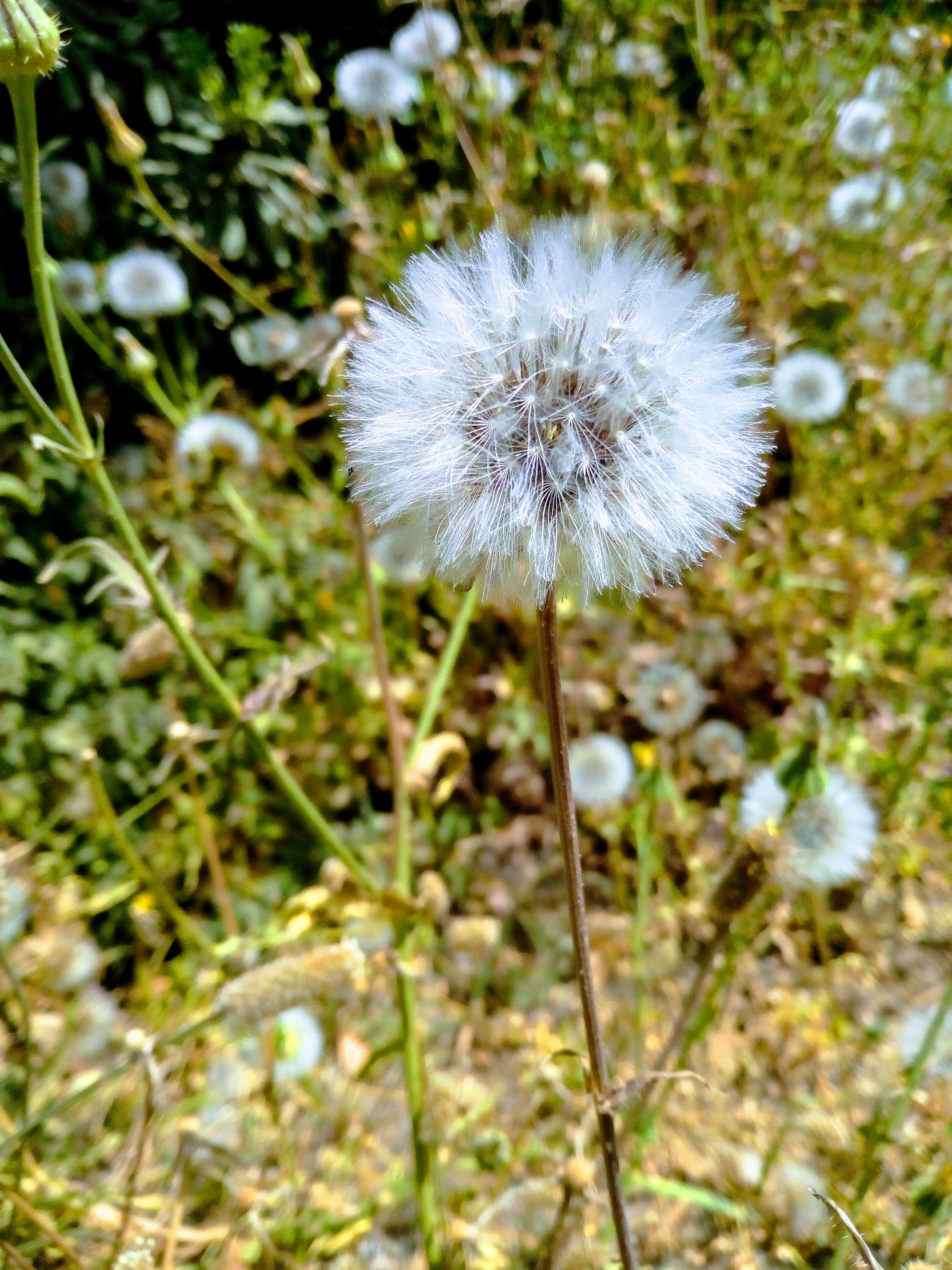 Flowery World 8 Photos & Videos Collected by Pencils Out