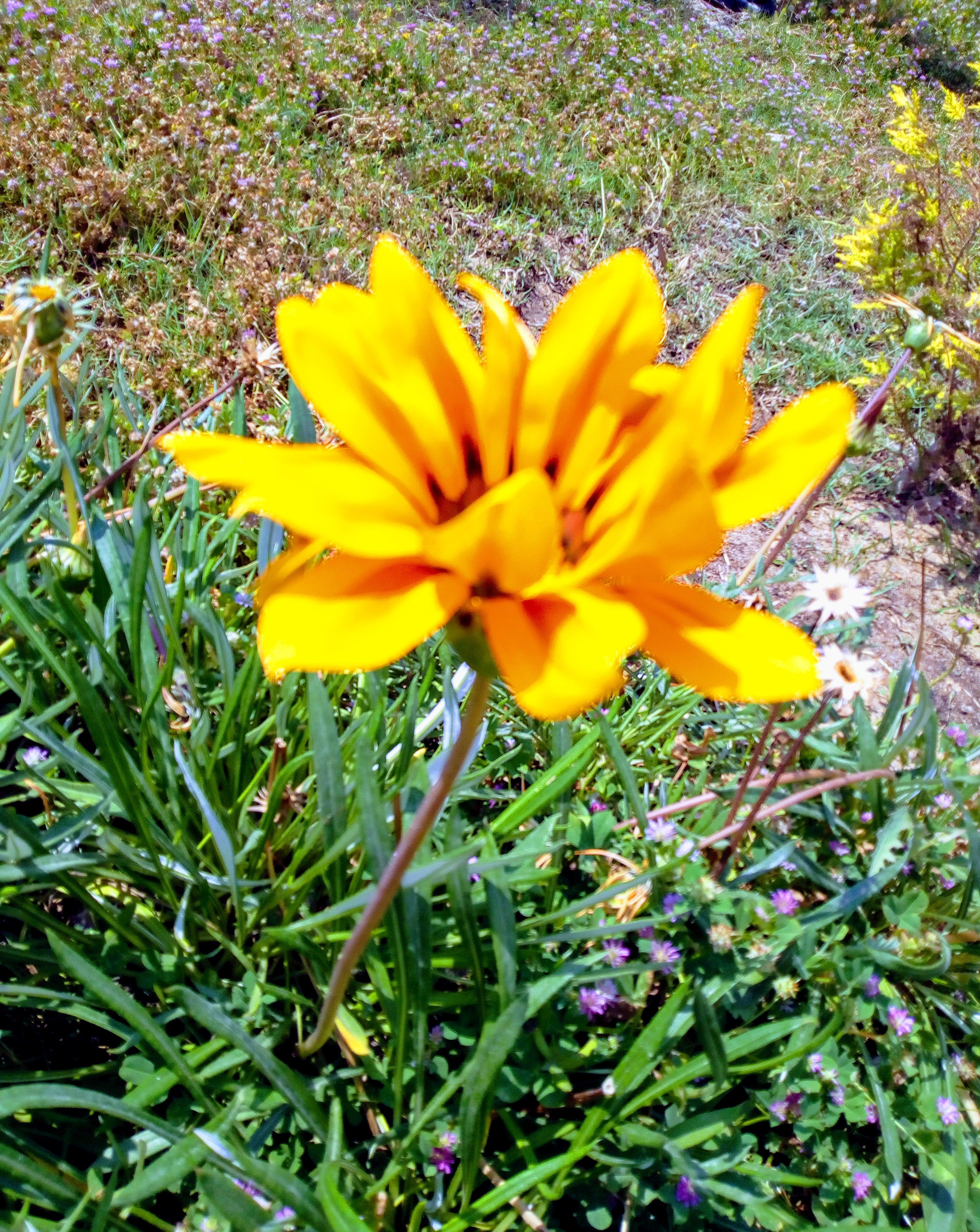 Flowery World 8 Photos & Videos Collected by Pencils Out