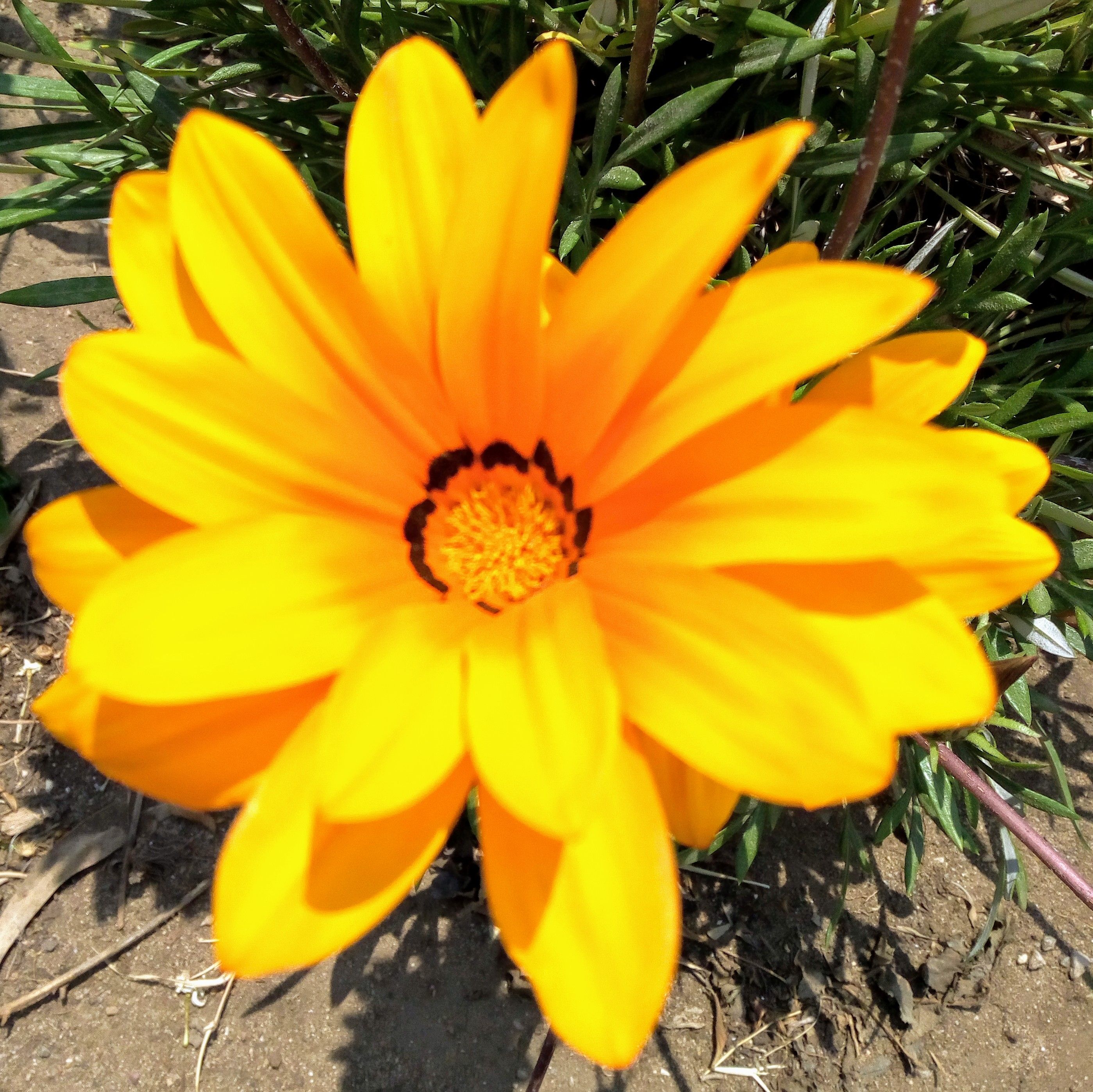 Flowery World 8 Photos & Videos Collected by Pencils Out