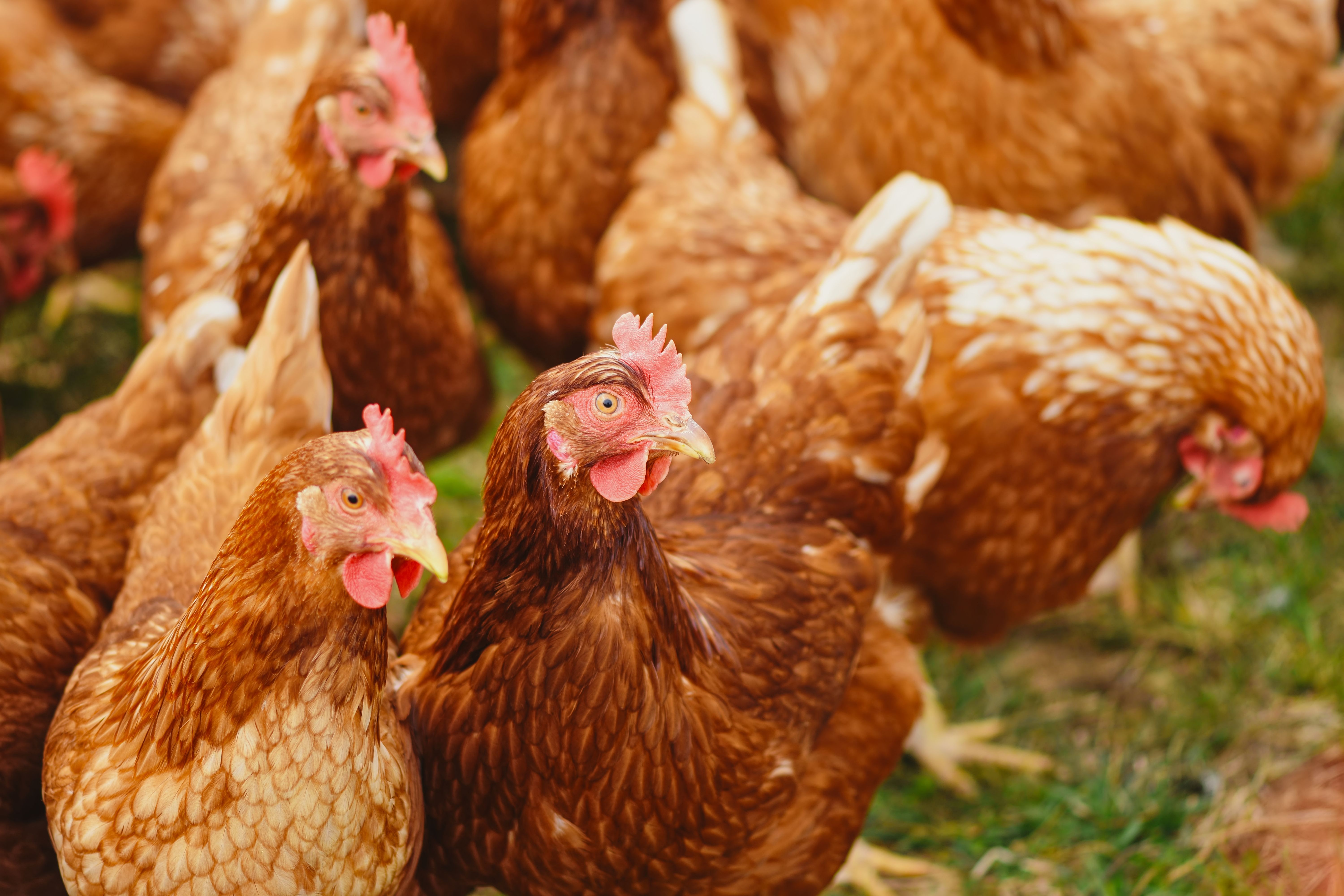 Flock of Hens on Green Field · Free Stock Photo