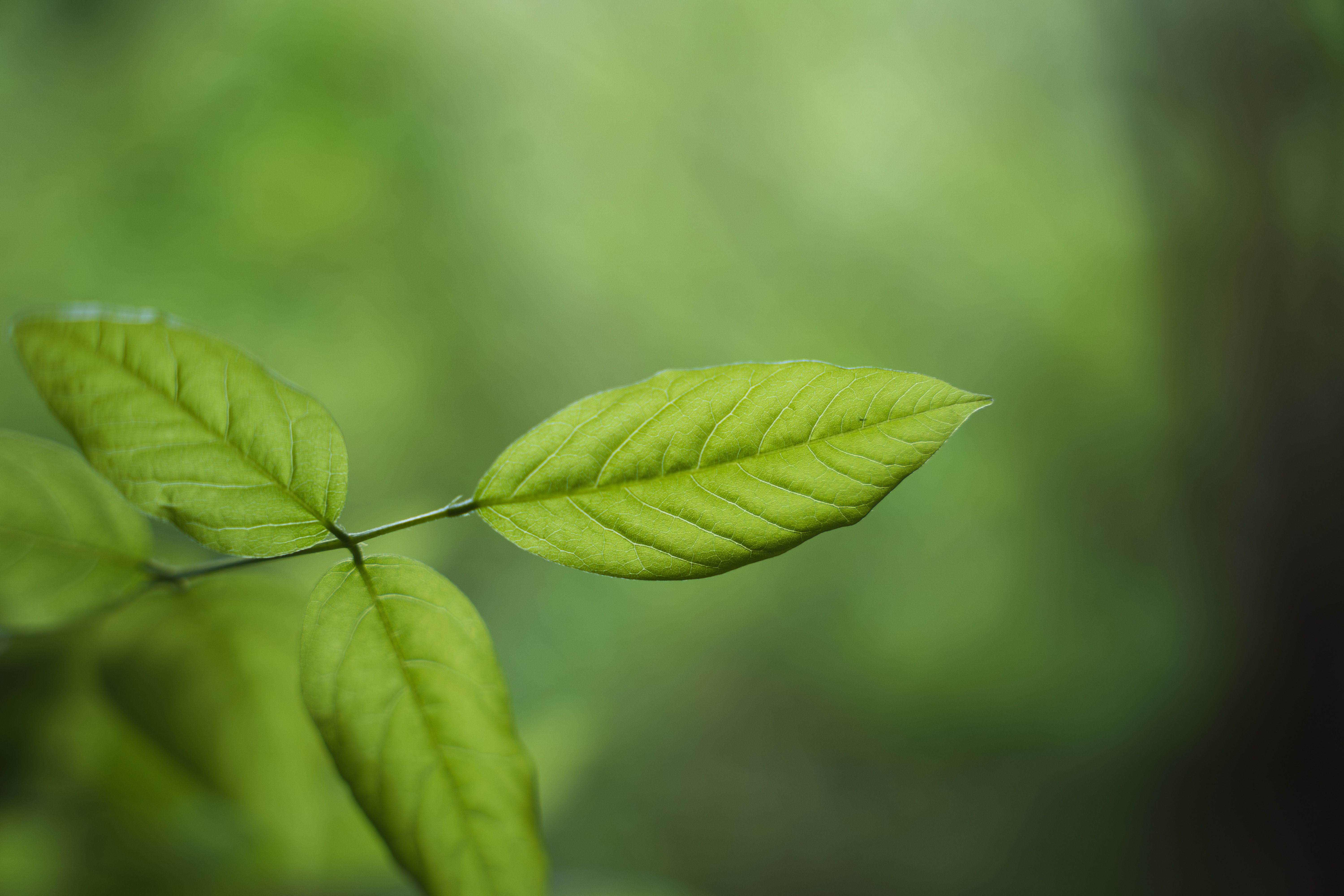 Closeup of Small Green Leaves · Free Stock Photo