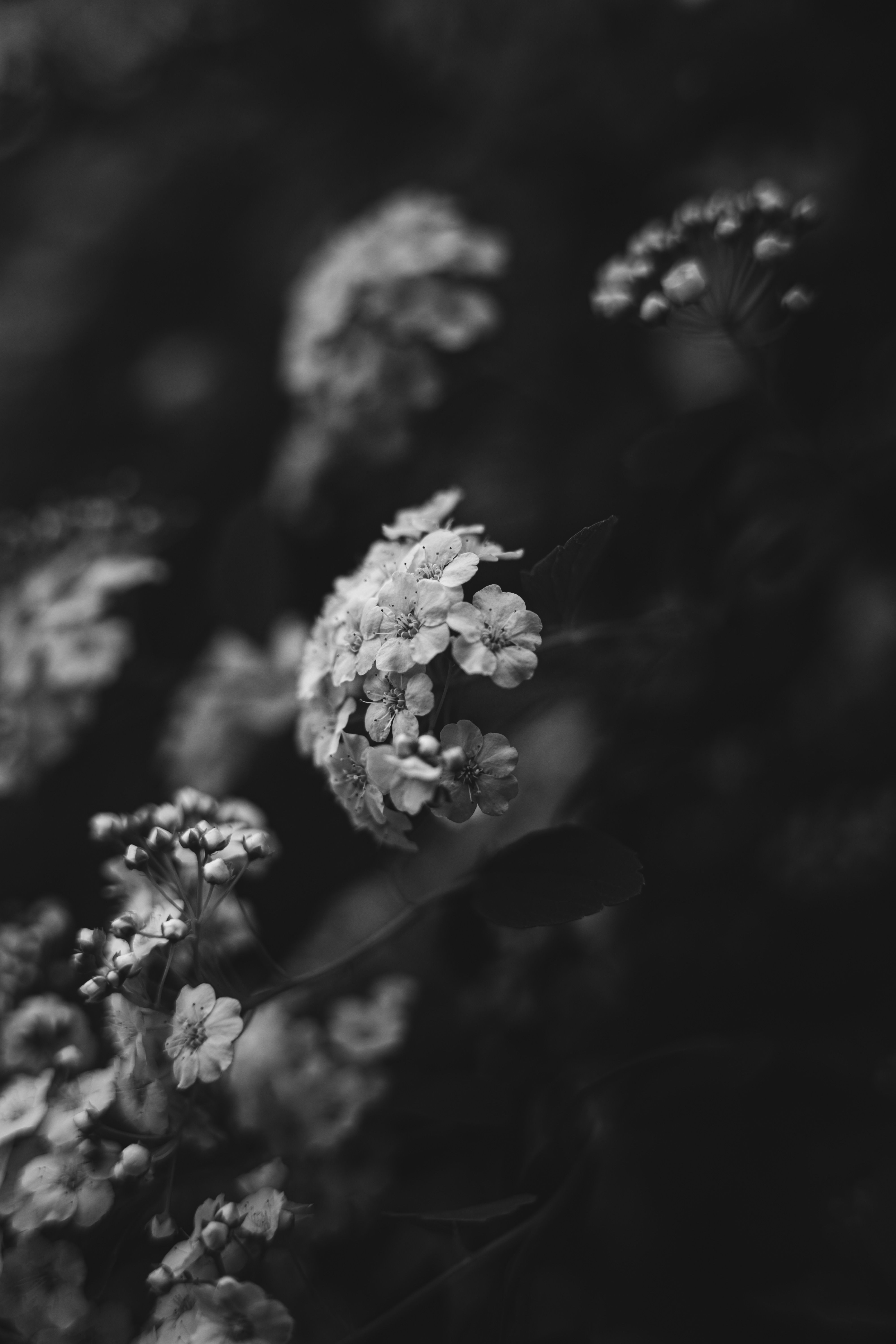 Grey Scale Photography of Flowers · Free Stock Photo