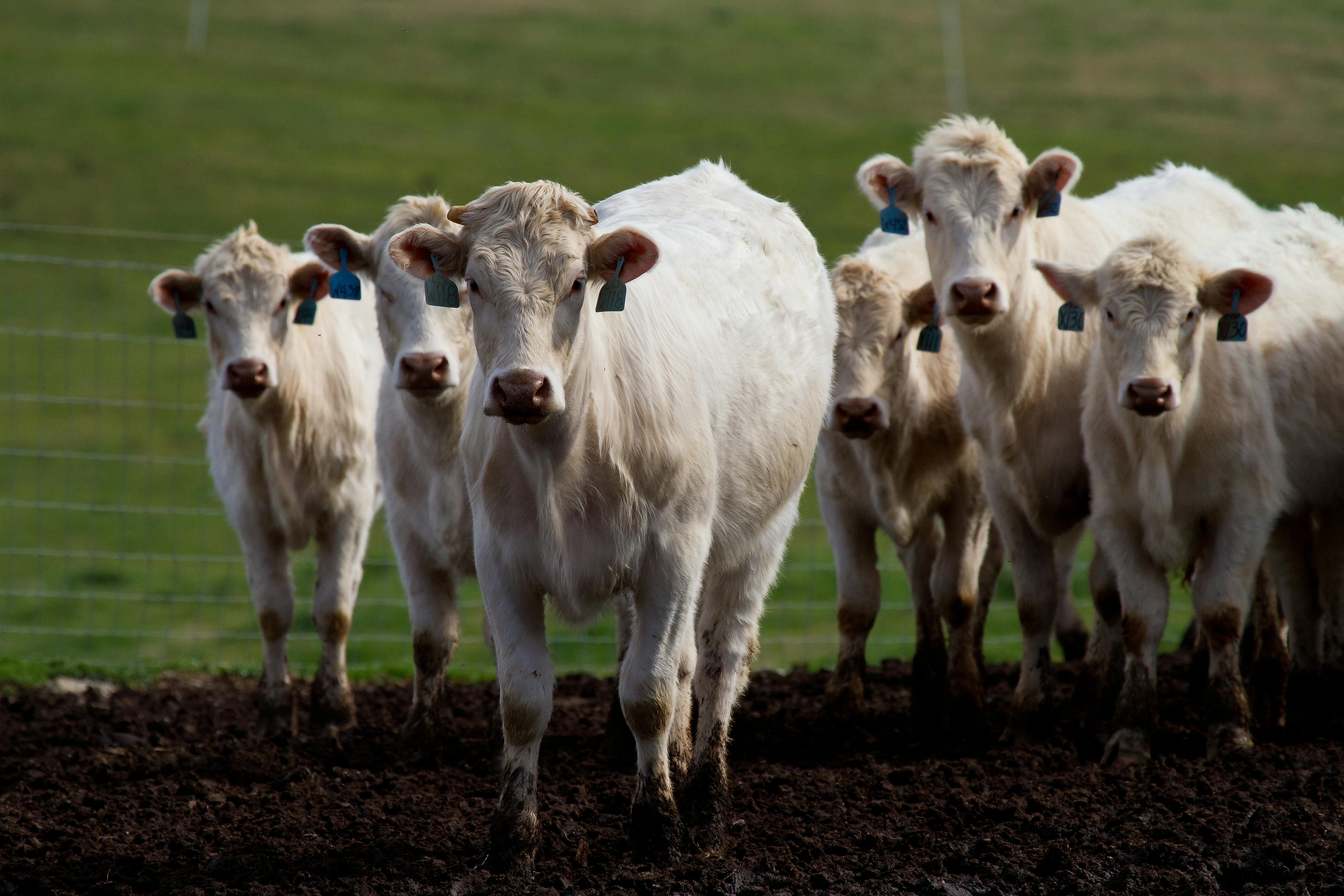 Herd of Cattle · Free Stock Photo