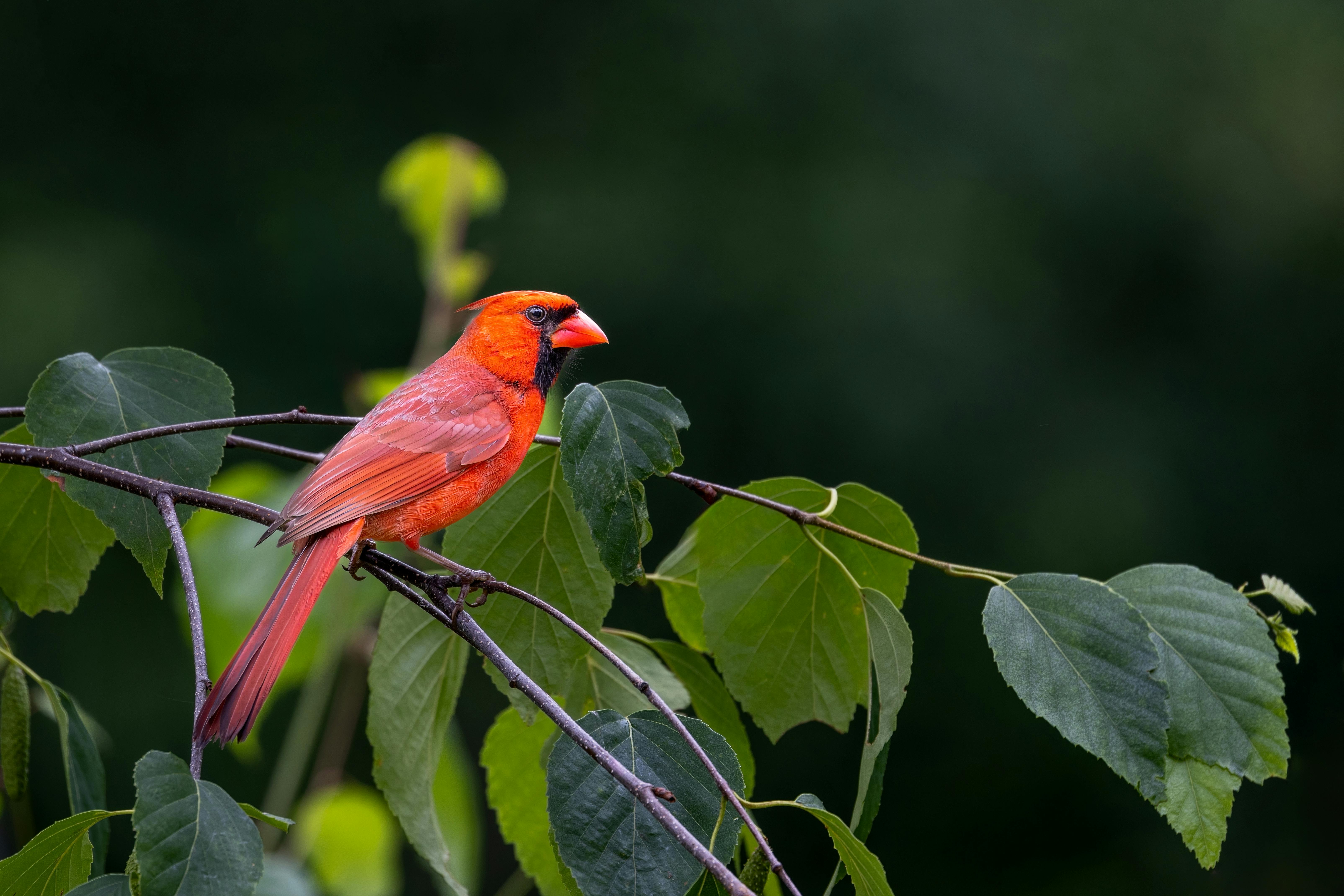 Photo of Northern Cardinal Perched on Brown Tree Branch · Free Stock Photo