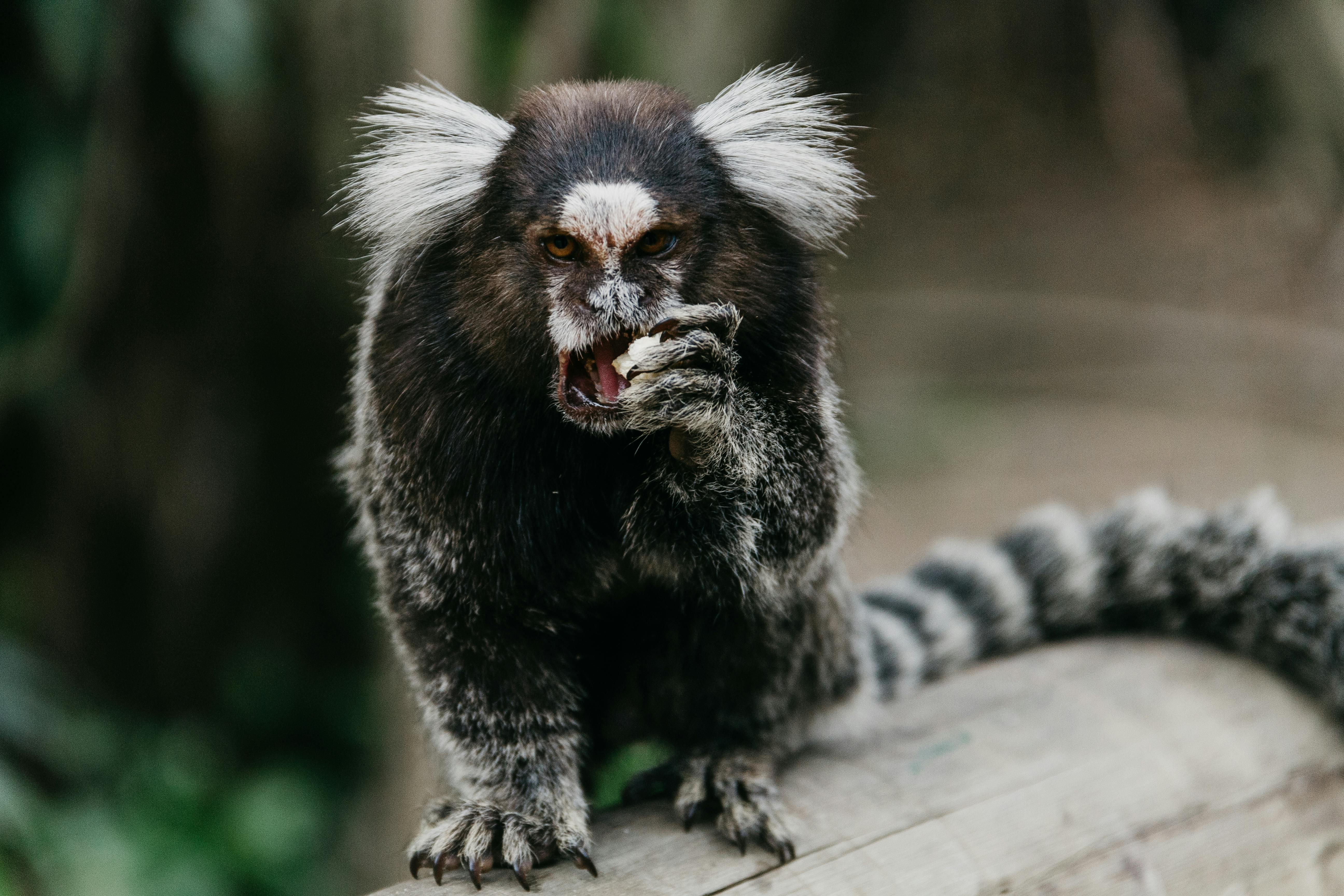 Ilmainen kuvapankkikuva aiheesta apina, eläin, eläinkuvaus