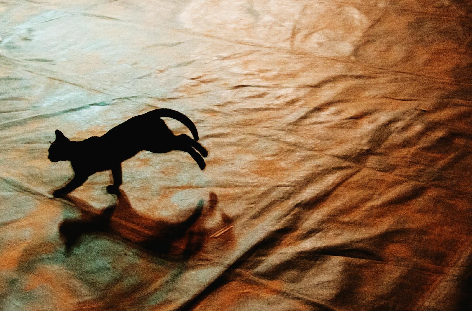 Low Resolution Cat Photos, Download The BEST Free Low Resolution Cat ...