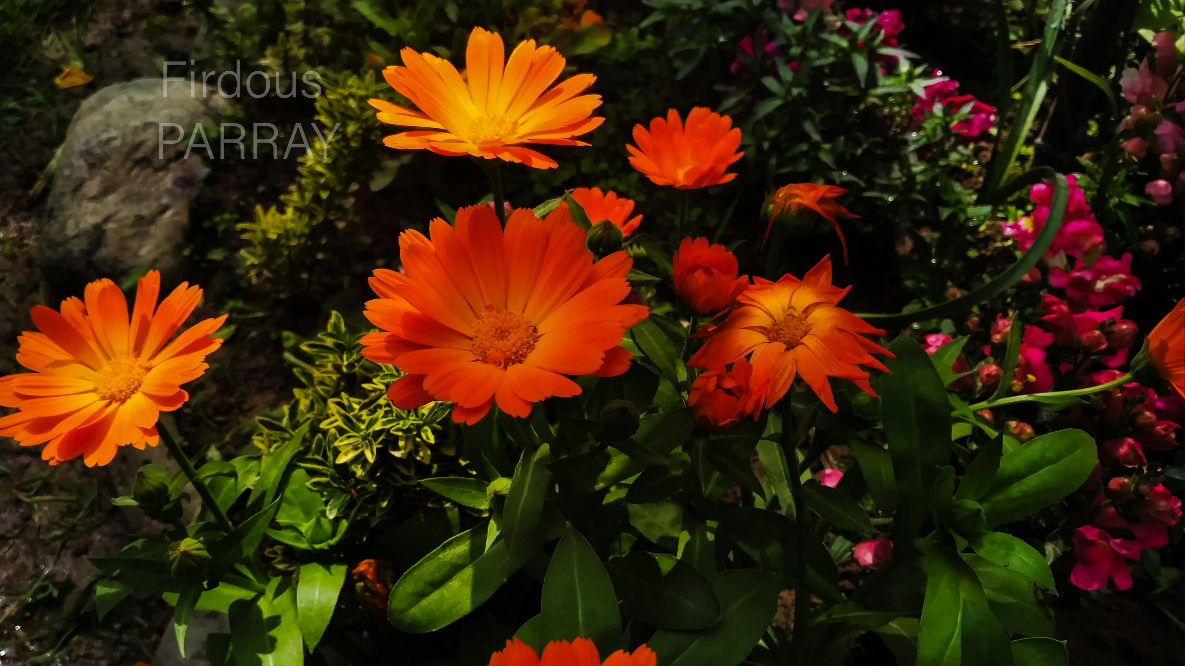 Flowers 6 Photos & Videos Collected by Firdous Parray