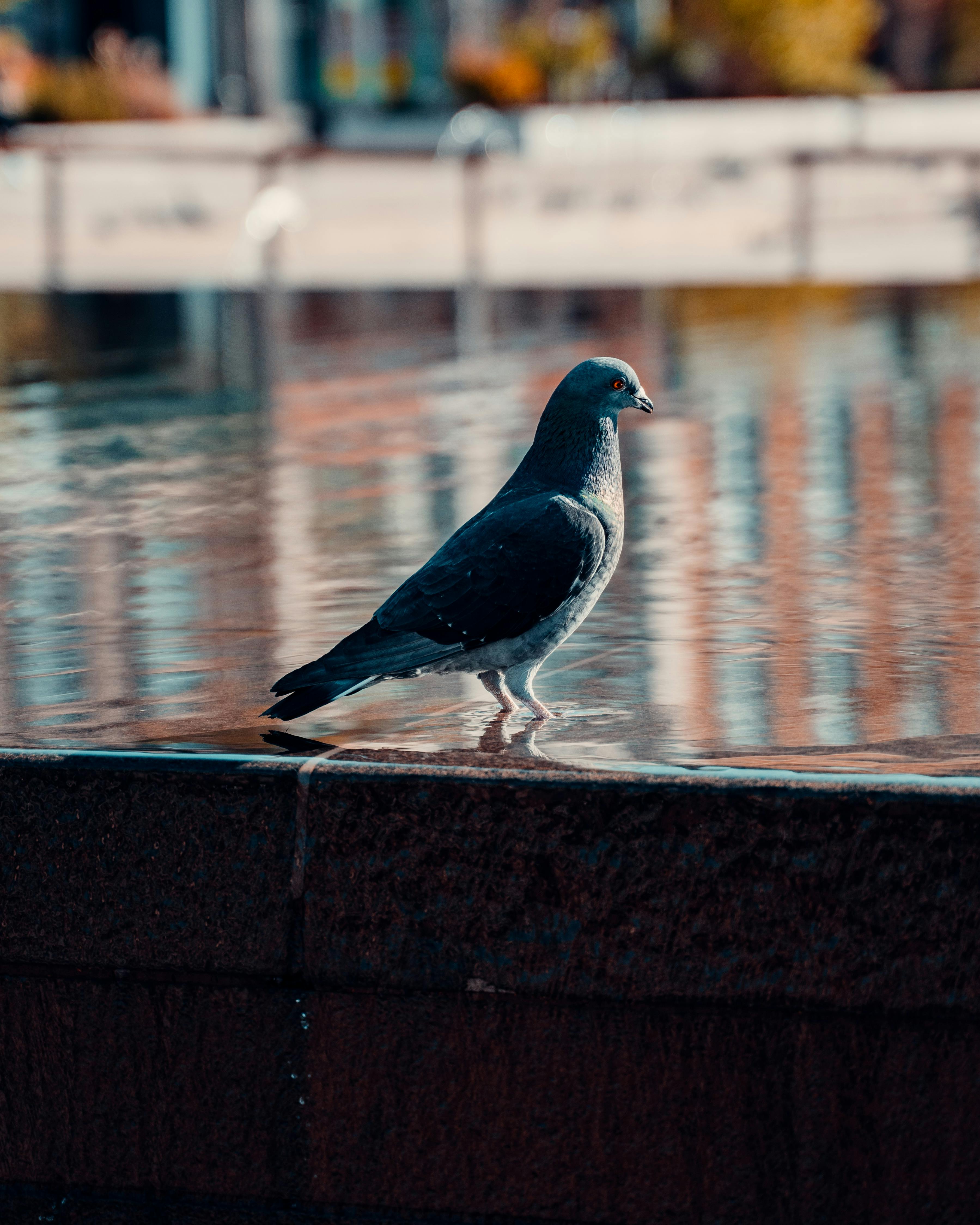 Side View of Pigeon Standing on Edge of Water Fountain · Free Stock Photo